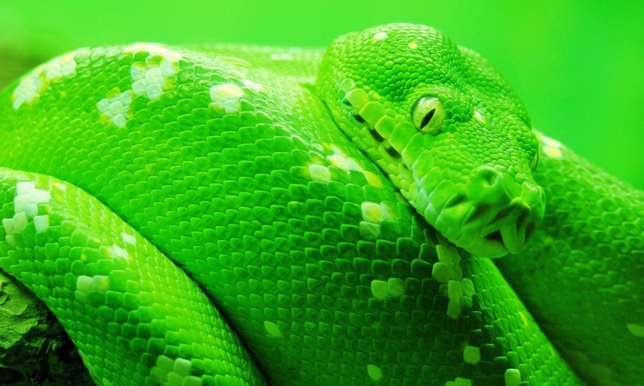 Green Python Image - ID: 308768 - Image Abyss