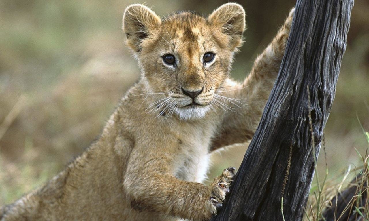 Curious Lion Cub — Little King of the Savanna