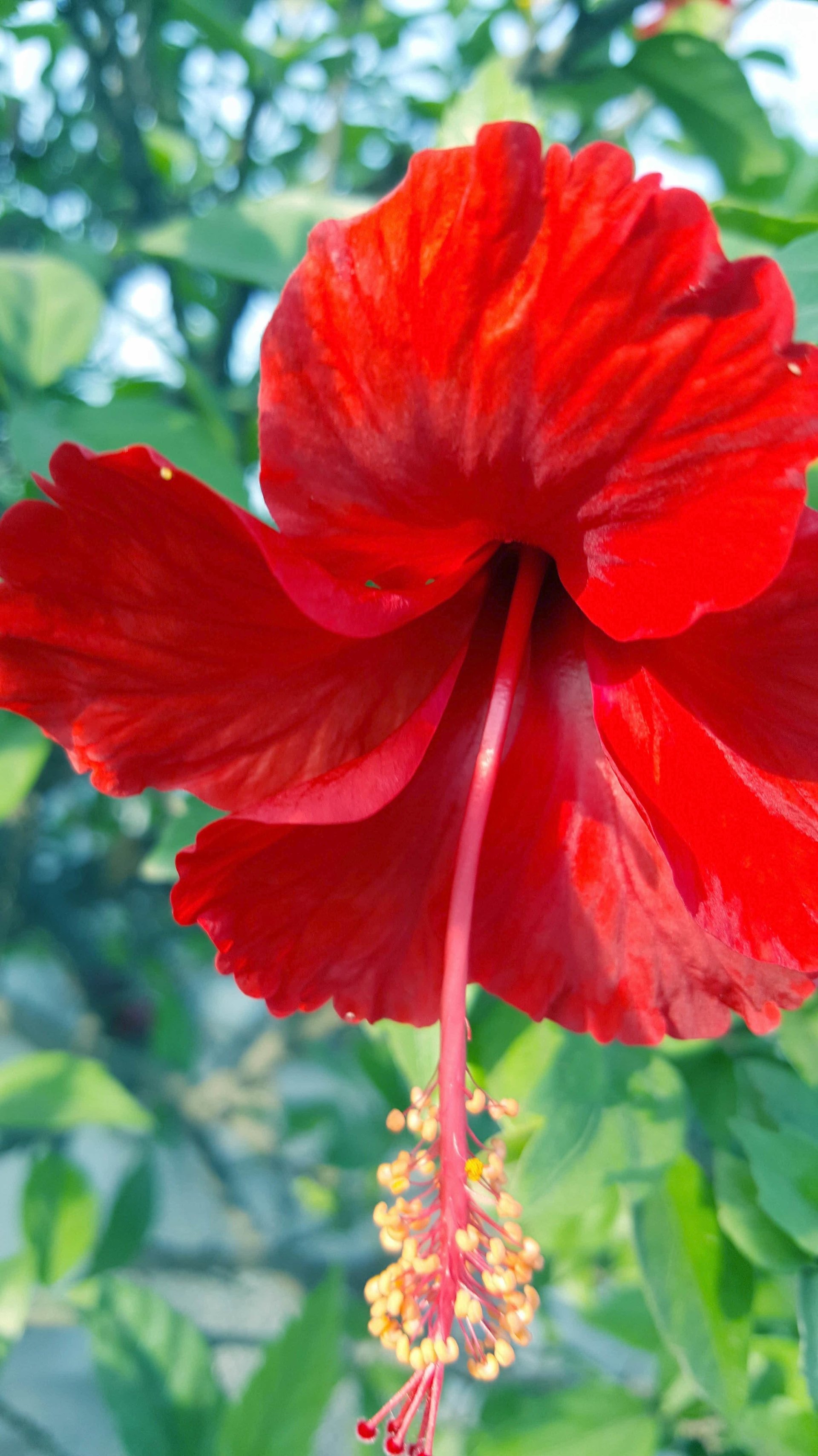 Hibiscus - Desktop Wallpapers, Phone Wallpaper, PFP, Gifs, and More!