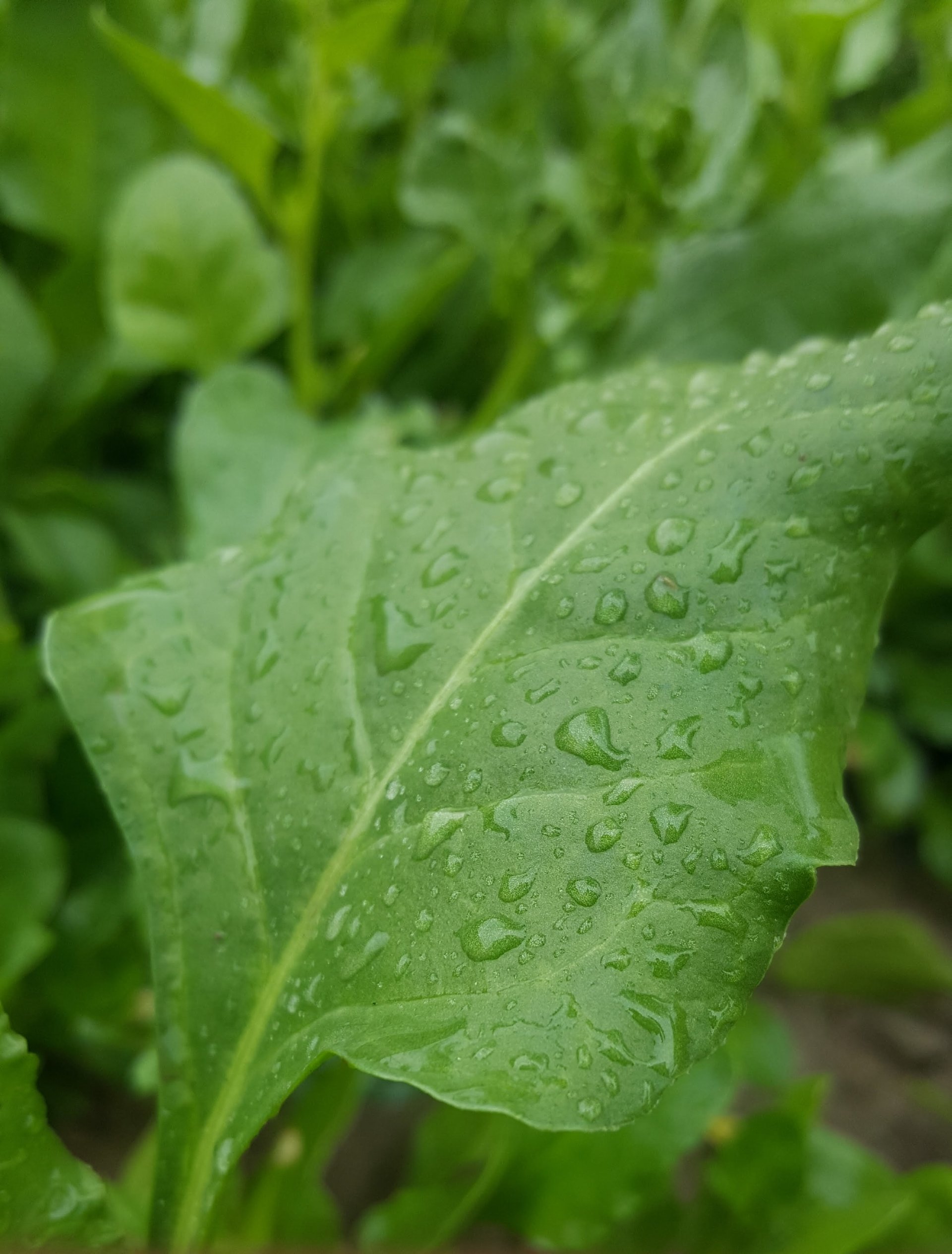 Raindrops Image - ID: 308853 - Image Abyss