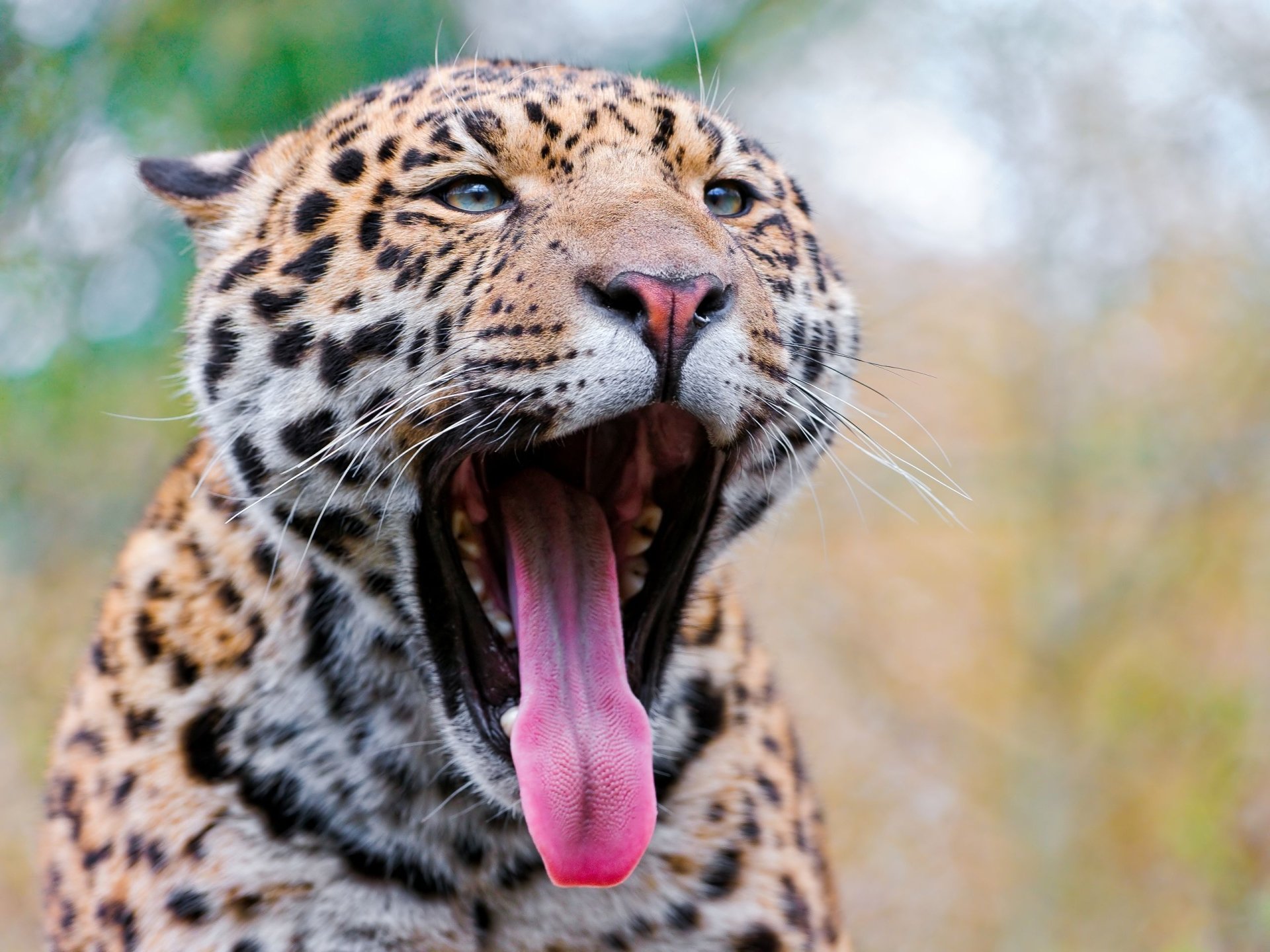 Download Animal Jaguar Image