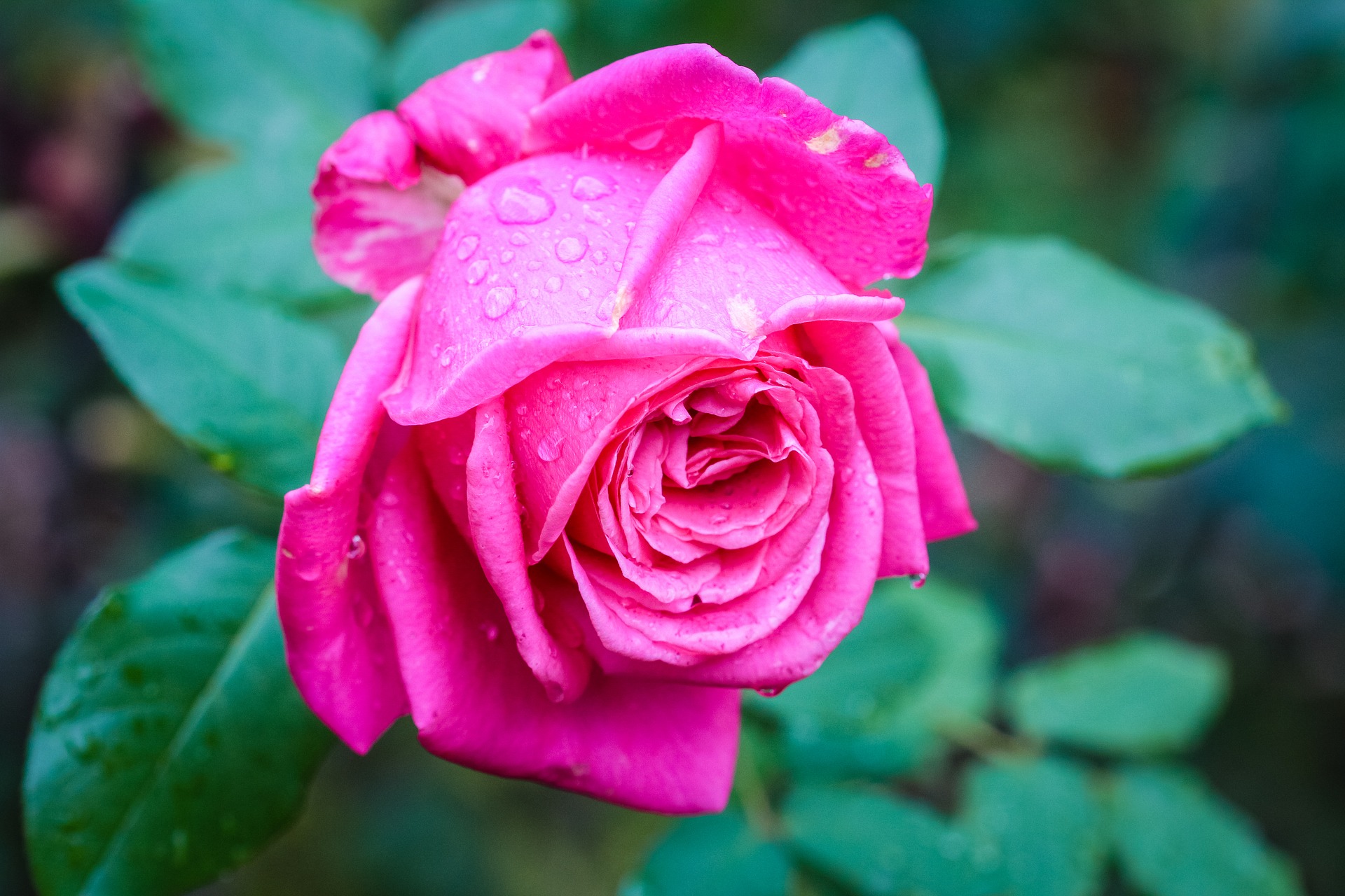 Single Pink Rose by Džoko Stach - Image Abyss
