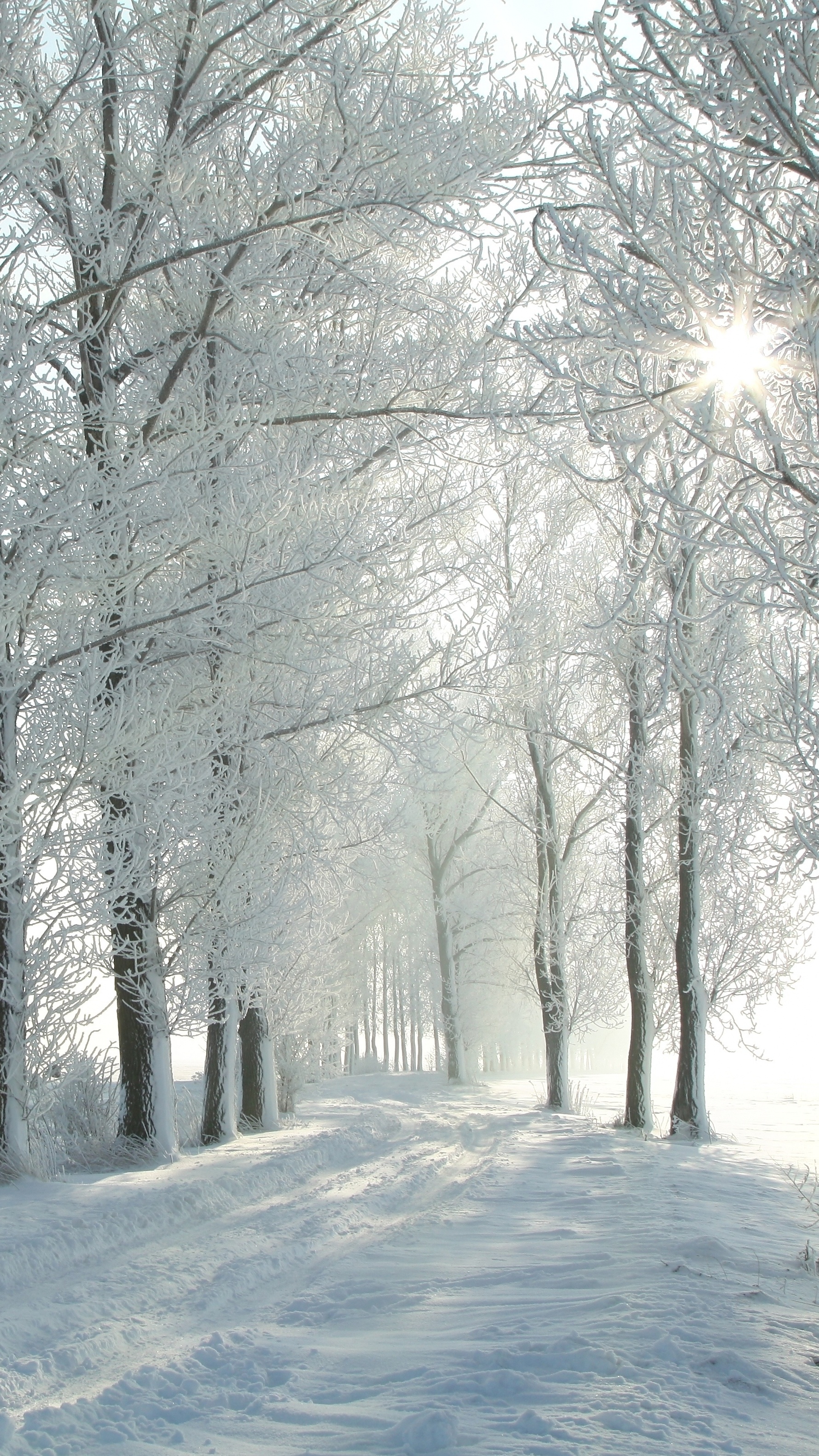 Download Snow Tree Path Photography Winter Image