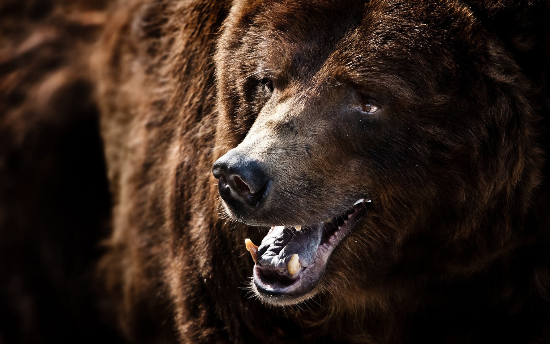 Download Animal Bear Image