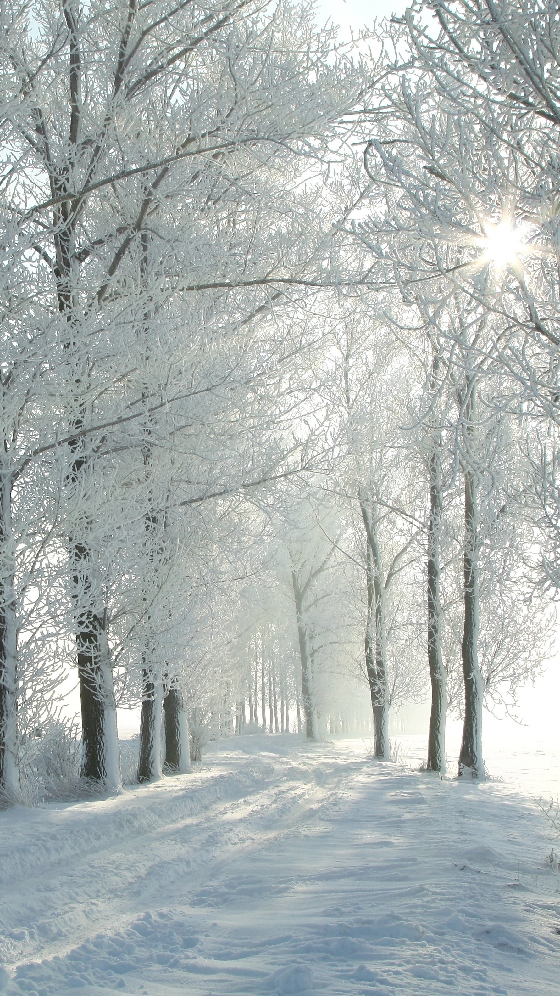 Download Snow Tree Path Photography Winter Image