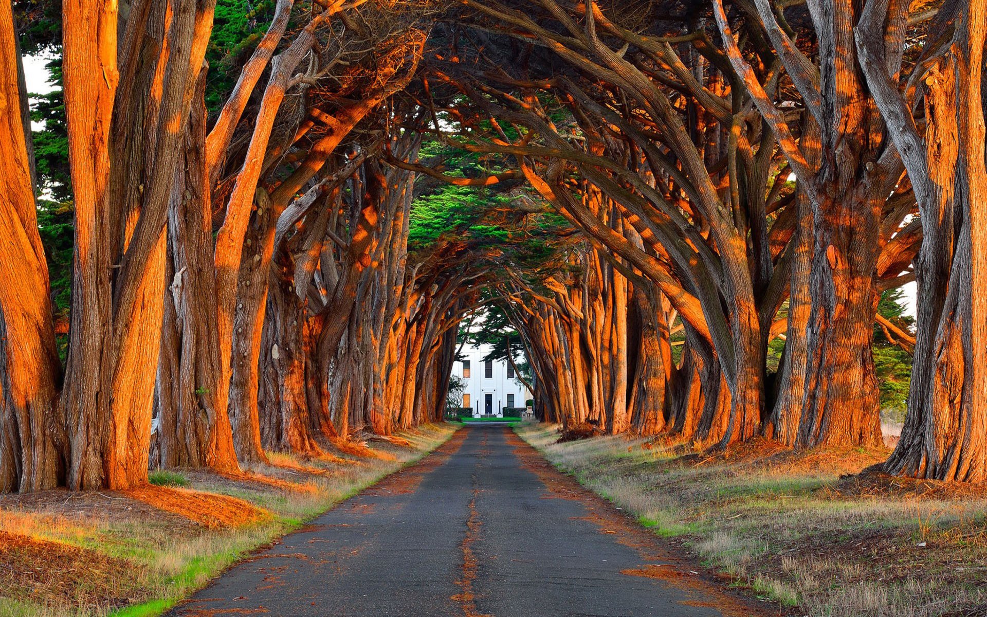 Download Tree Man Made Road Image