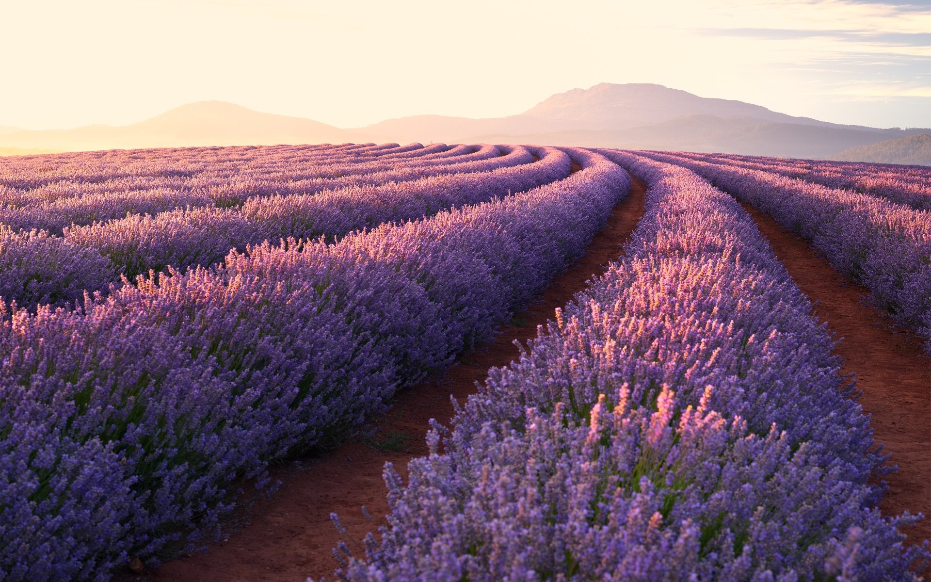 Download Purple Flower Flower Summer Nature Lavender Image