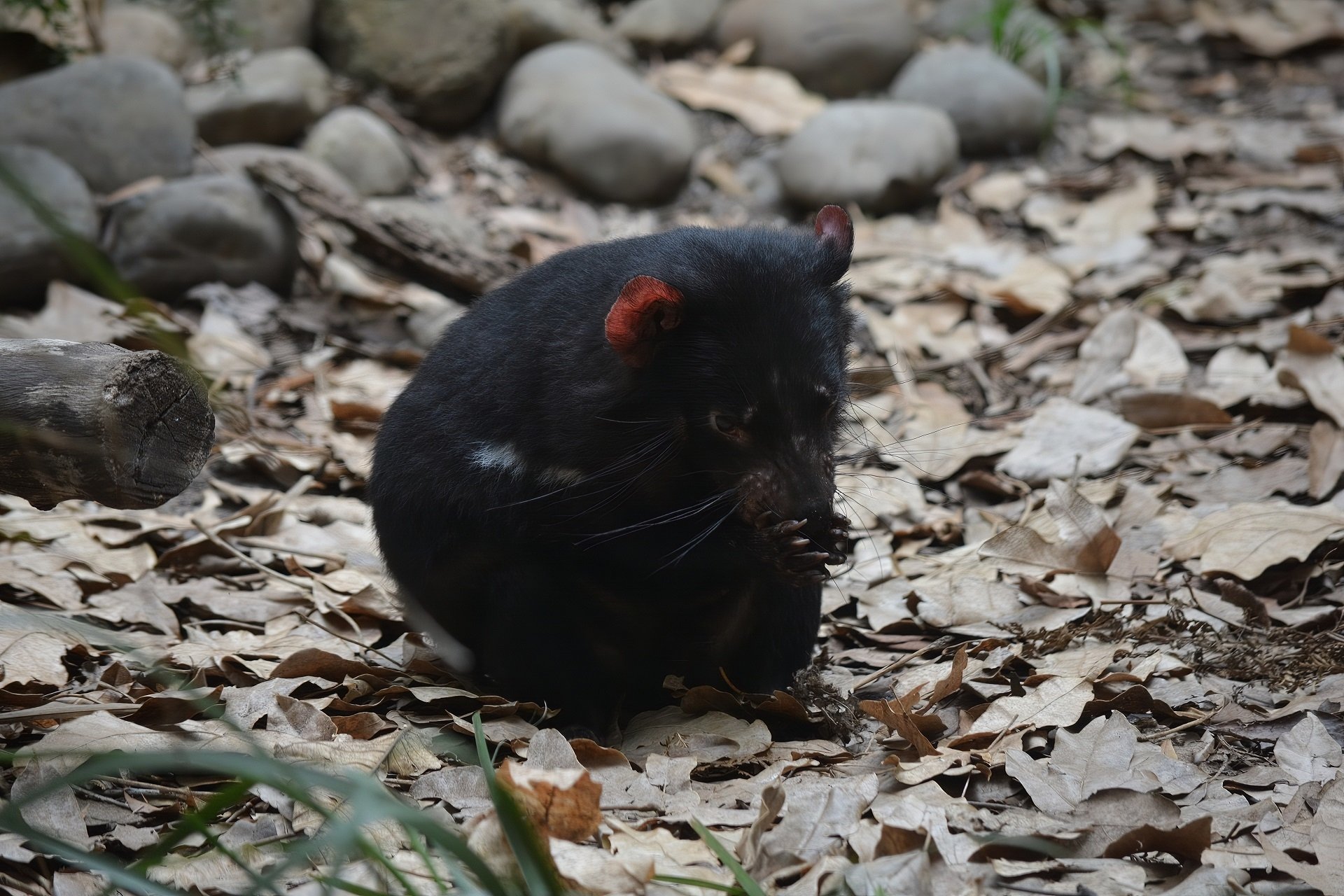Tasmanian Devil - Desktop Wallpapers, Phone Wallpaper, PFP, Gifs, and More!