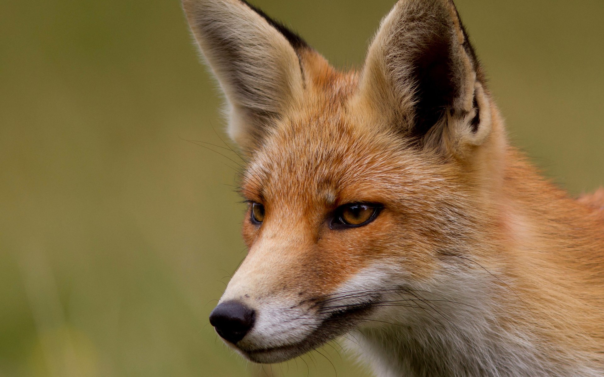 Download Animal Fox Image
