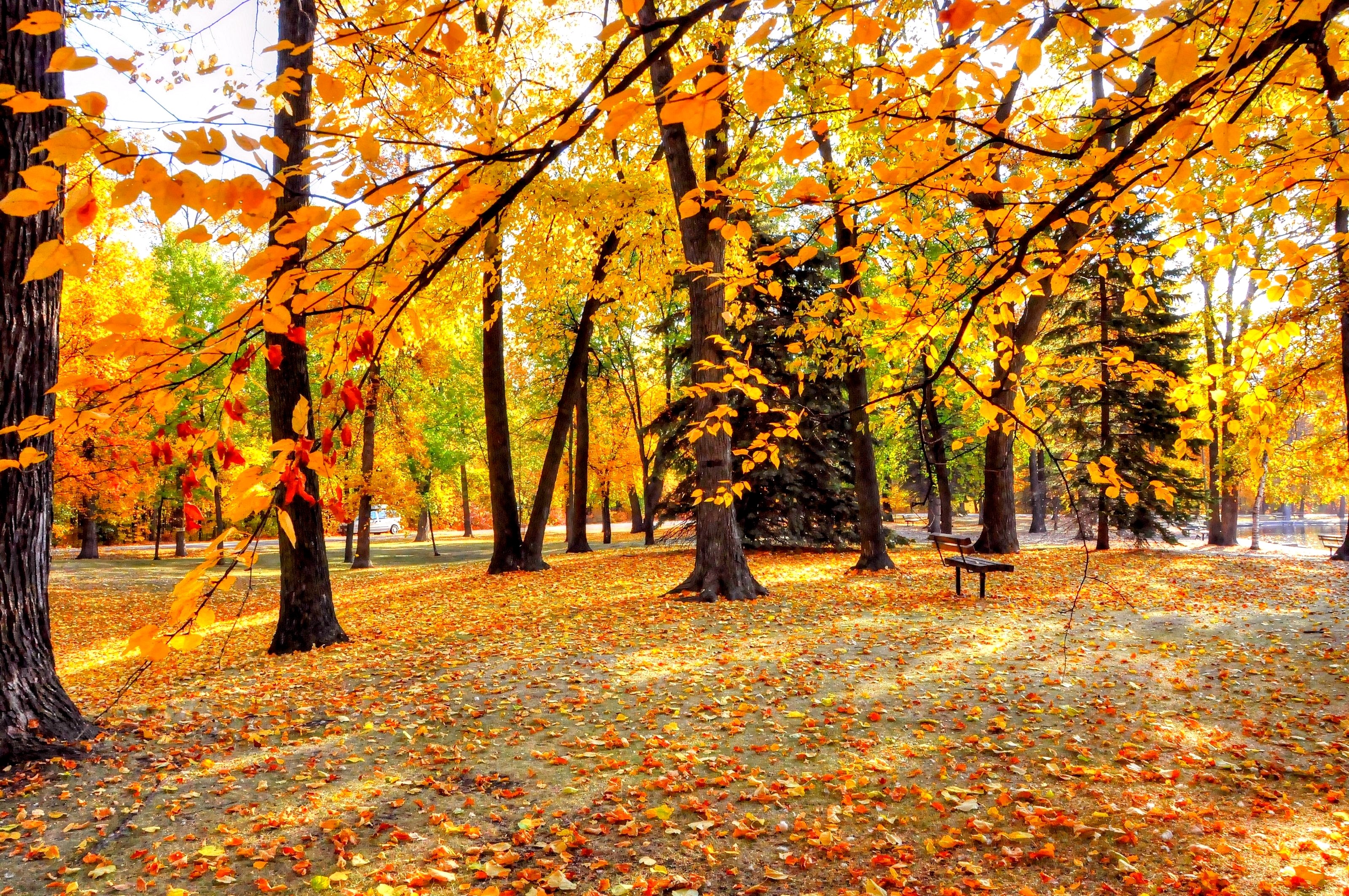 Download Fall Photography Park Image