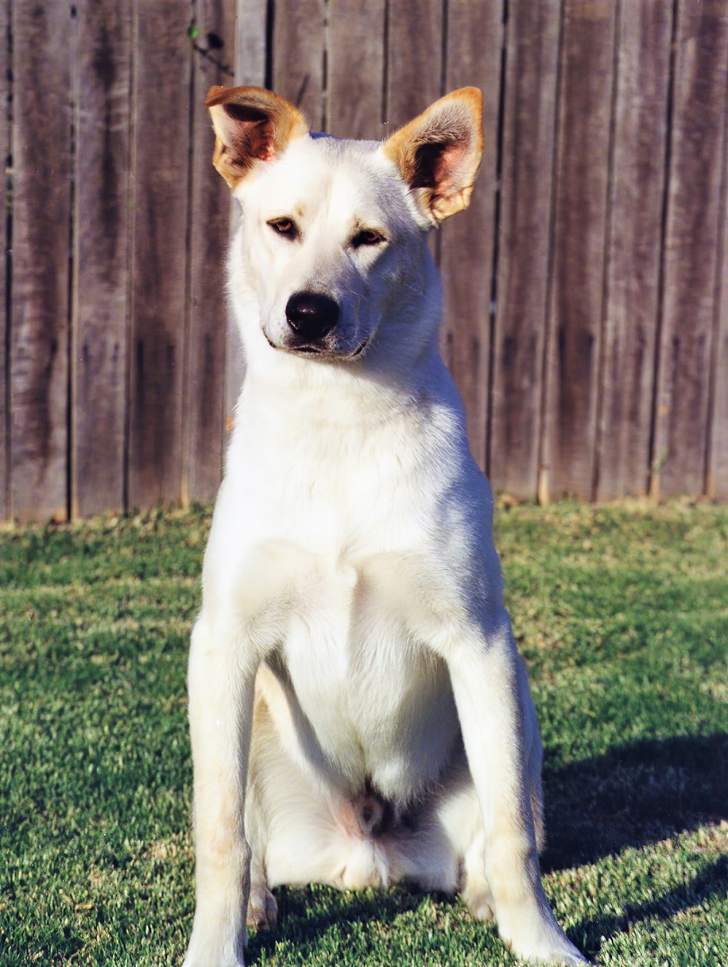 White Labrador Cross Breed by lonewolf6738 - Image Abyss