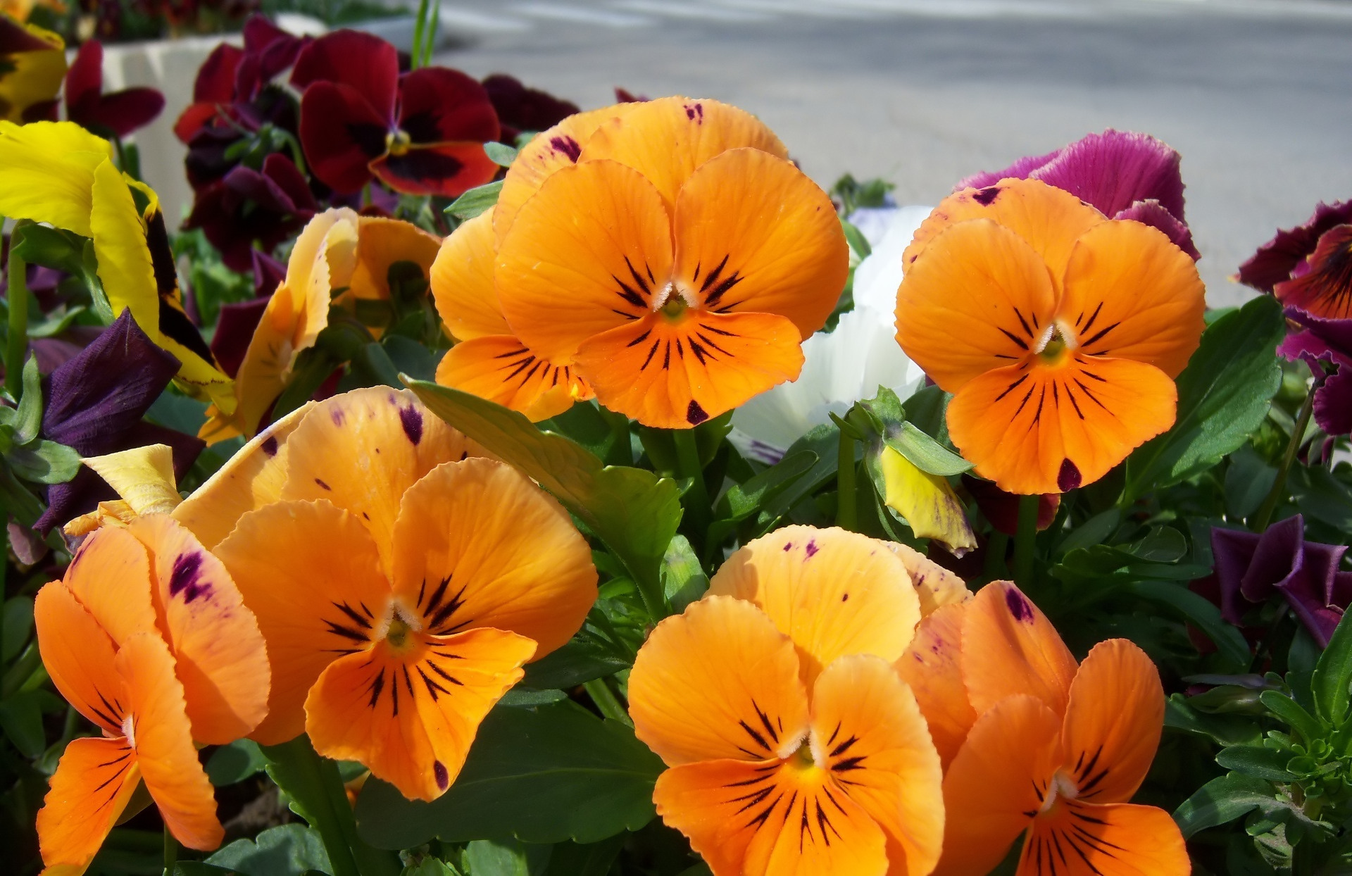 Pansy Picture by Meduzanol - Image Abyss