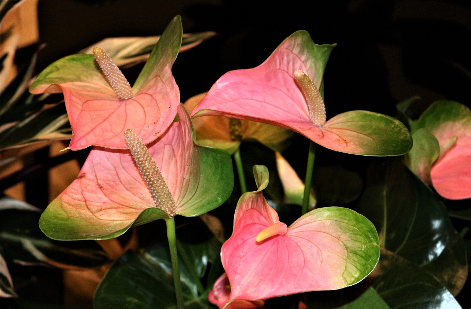 Anthurium Picture - Image Abyss