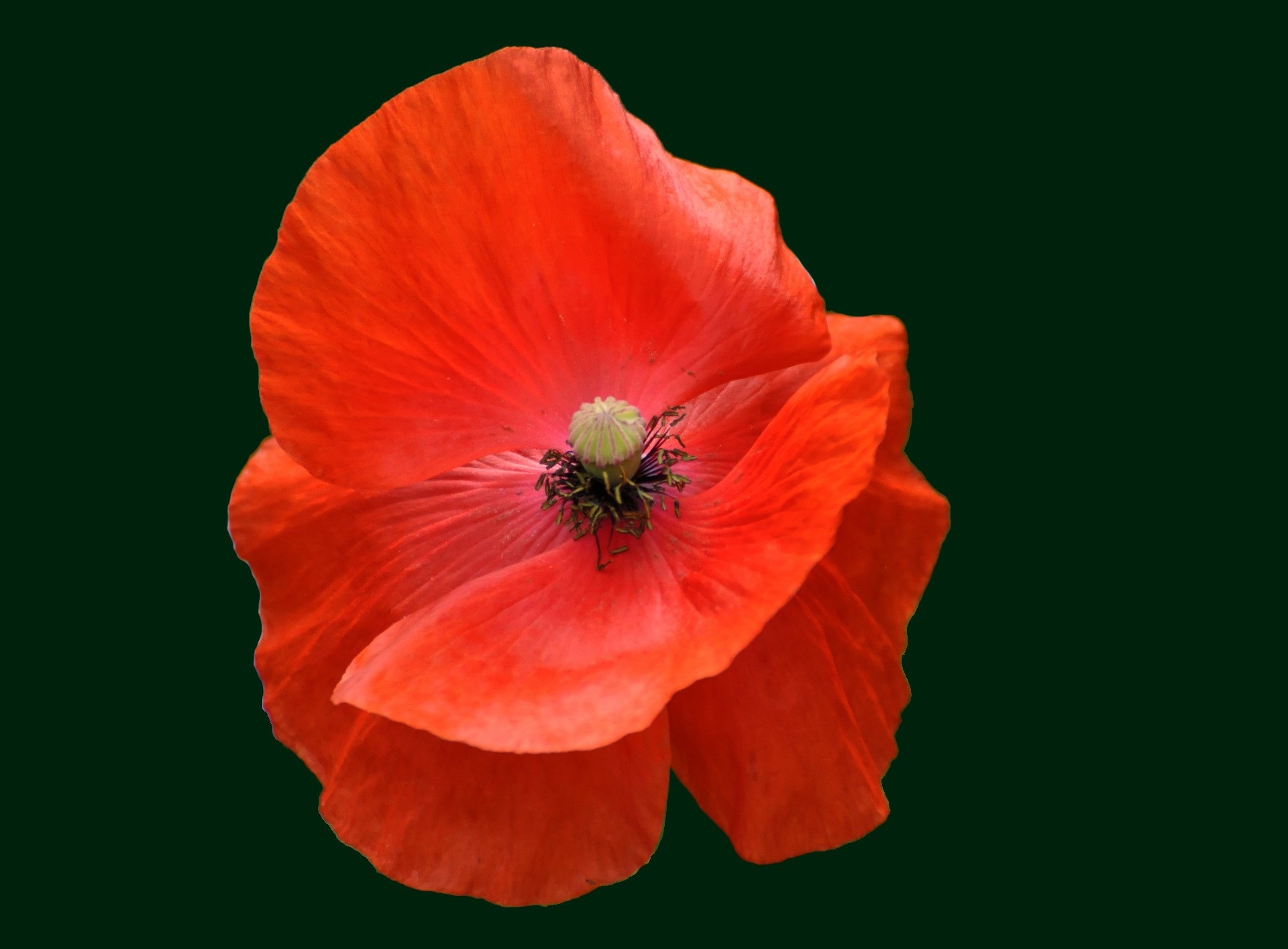 Download Nature Poppy Image
