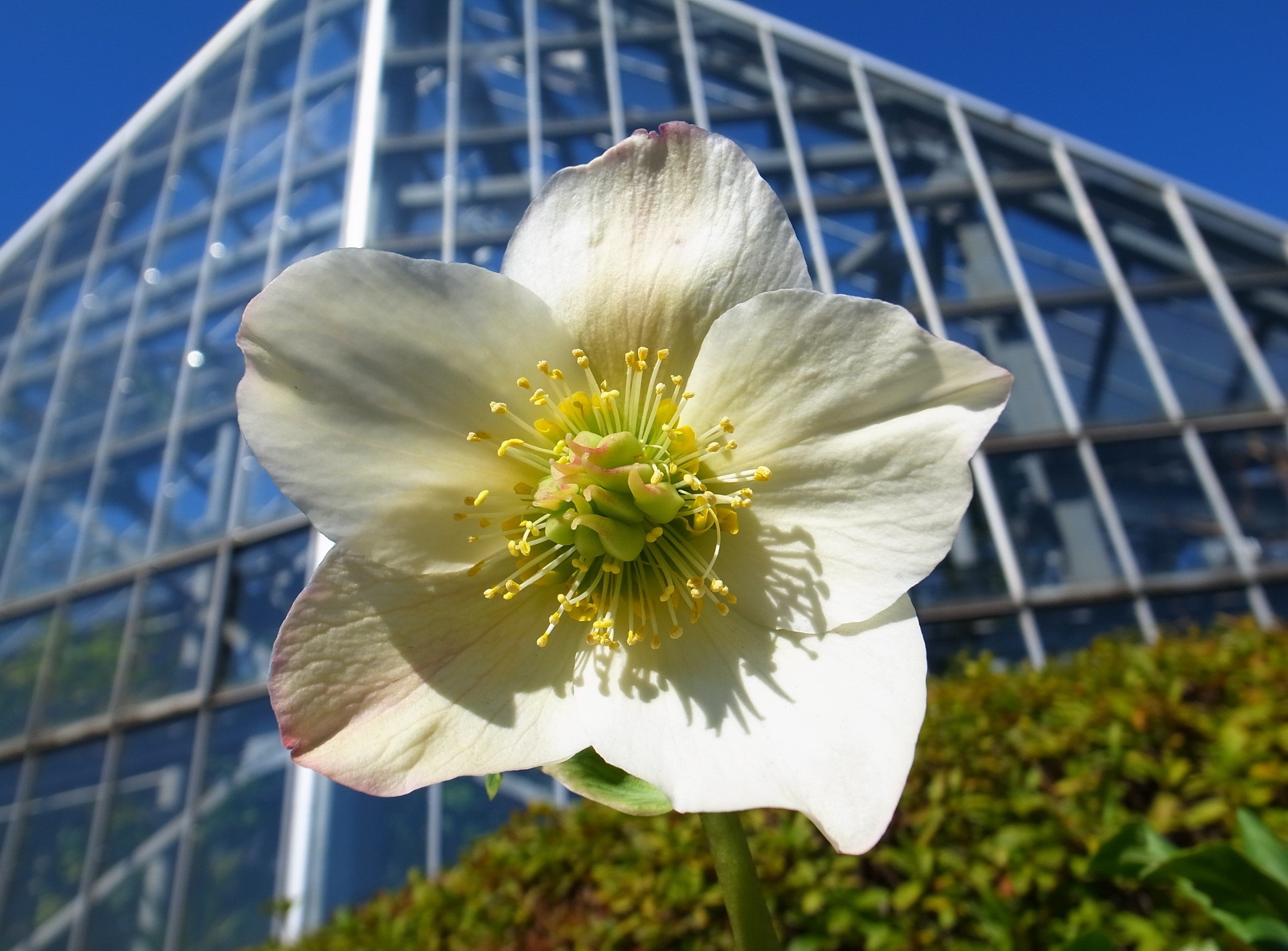 Download Nature Hellebore Image