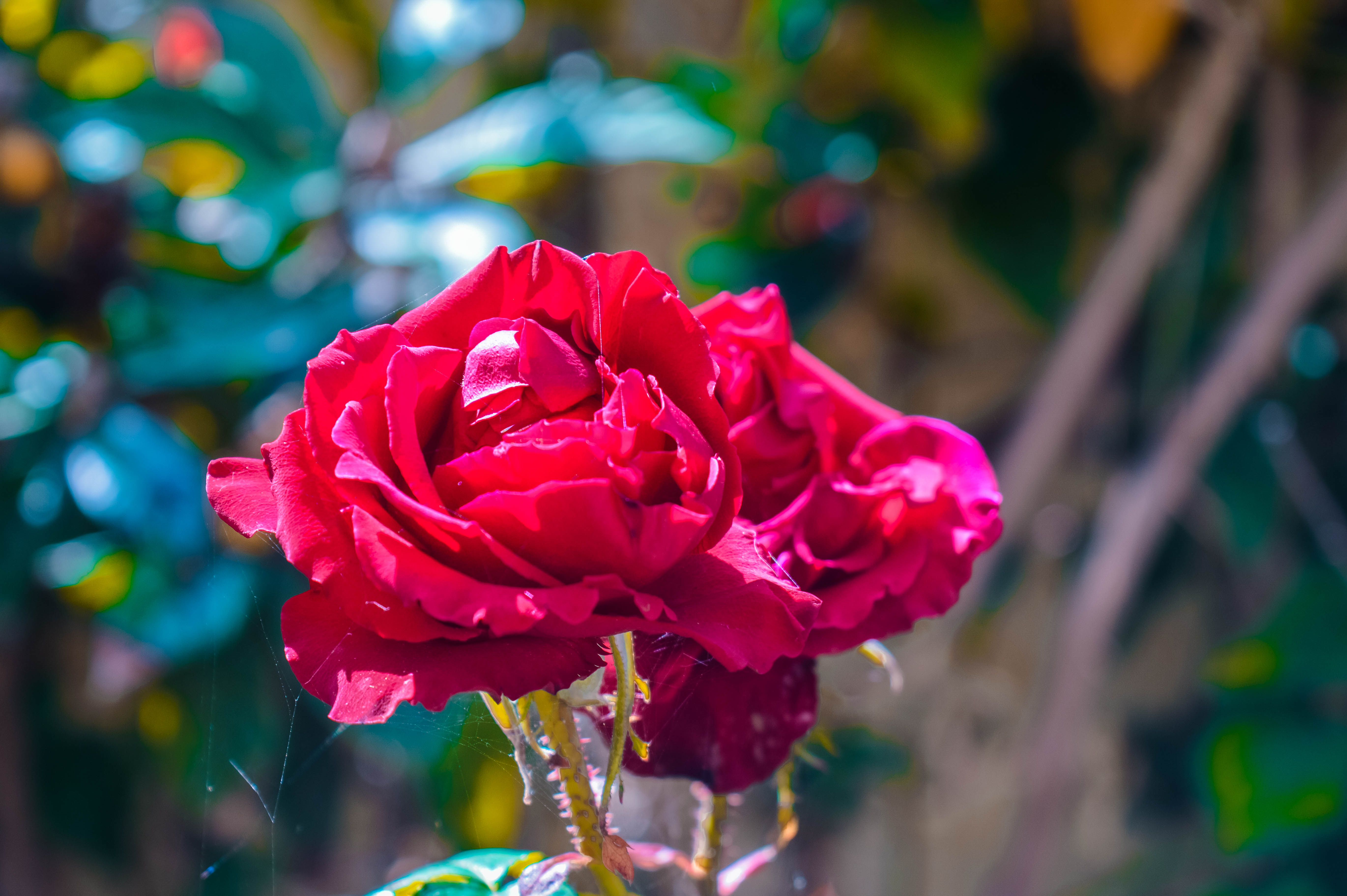 Red Flower in a Garden - Image Abyss