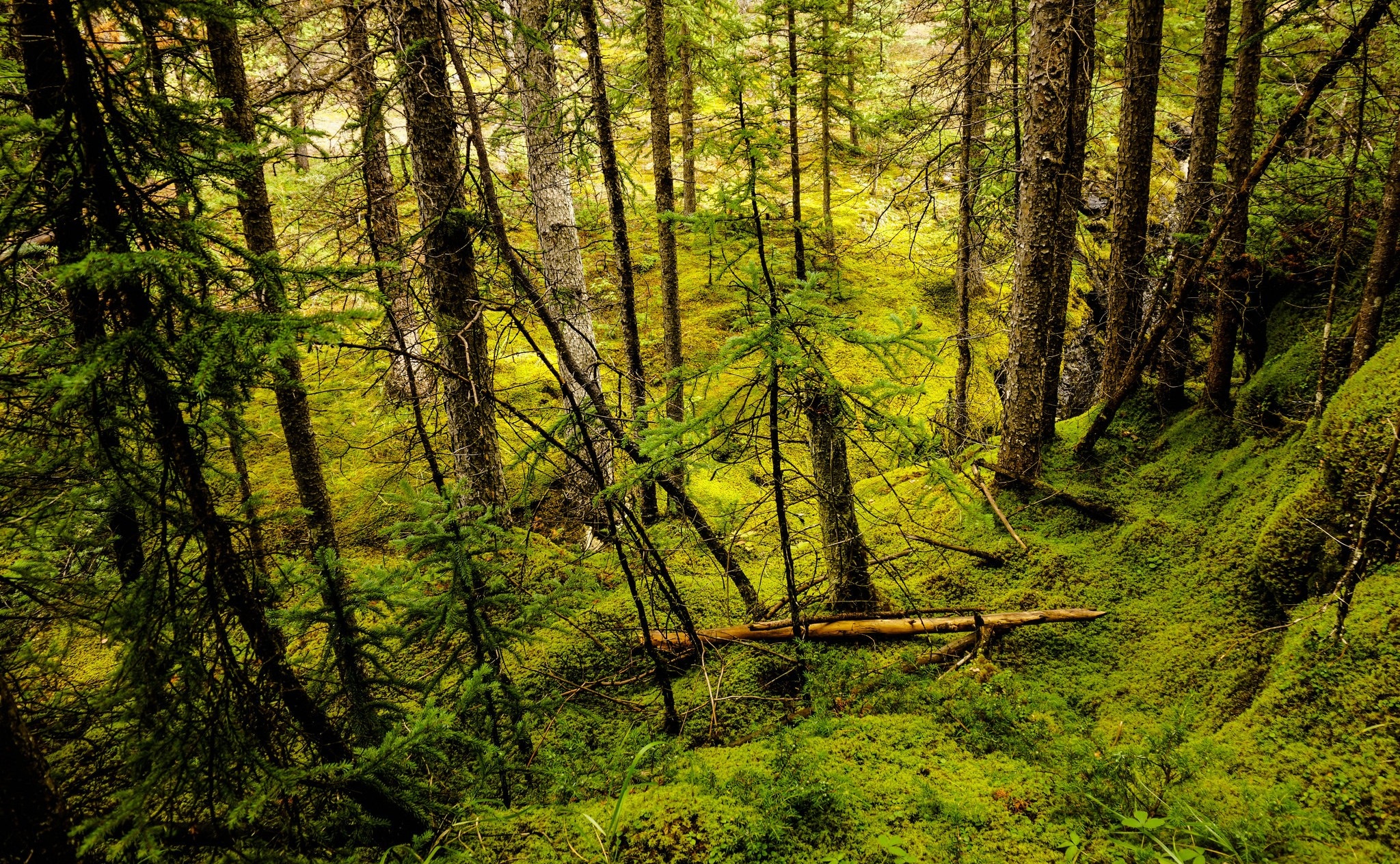 Download Nature Forest Image