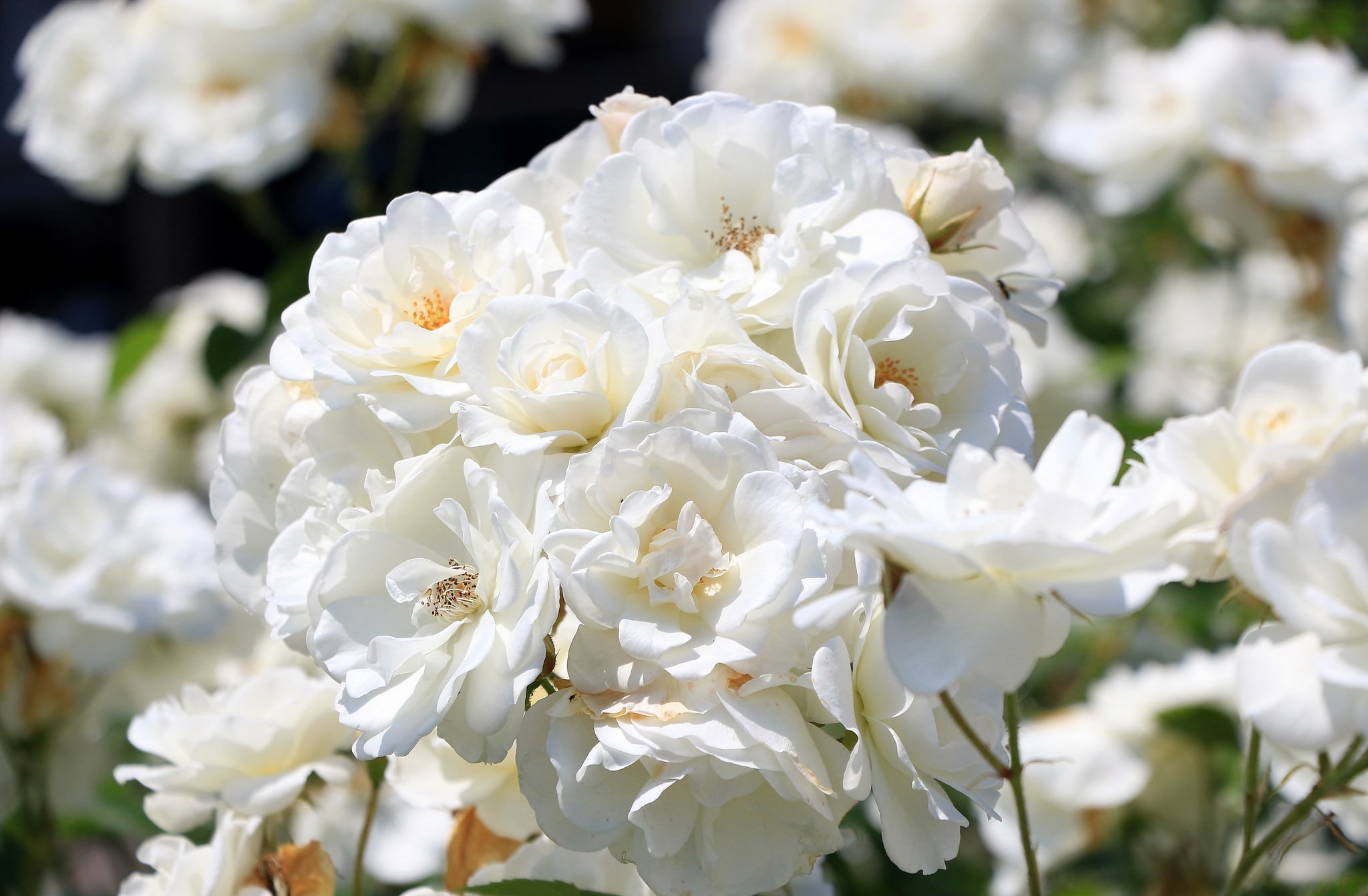 Download Flower Nature Rose Image