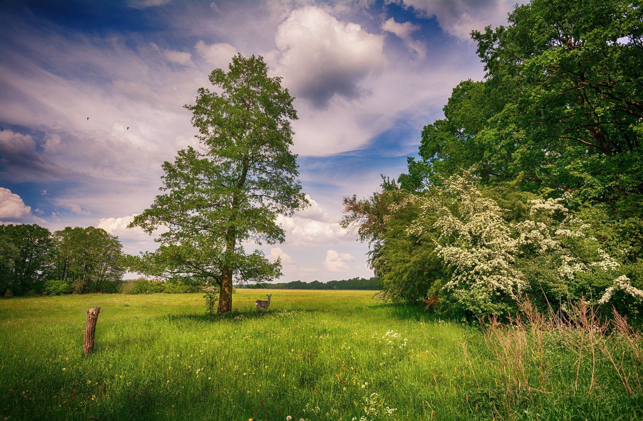 Download Nature Tree Image