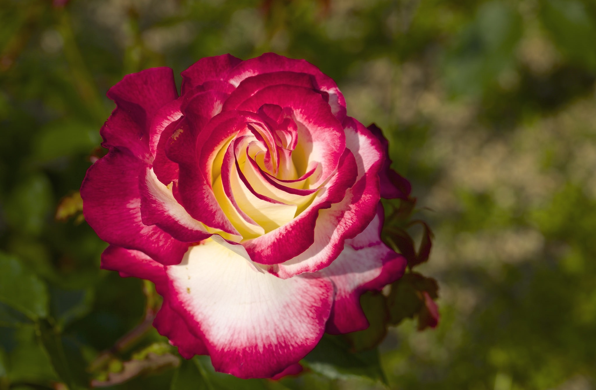 Download Nature Rose Image