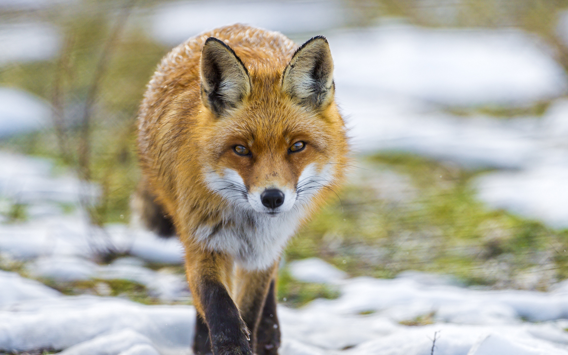 Fox Picture - Image Abyss