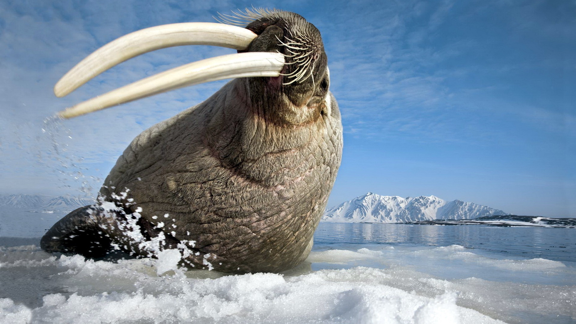Download Animal Walrus Image