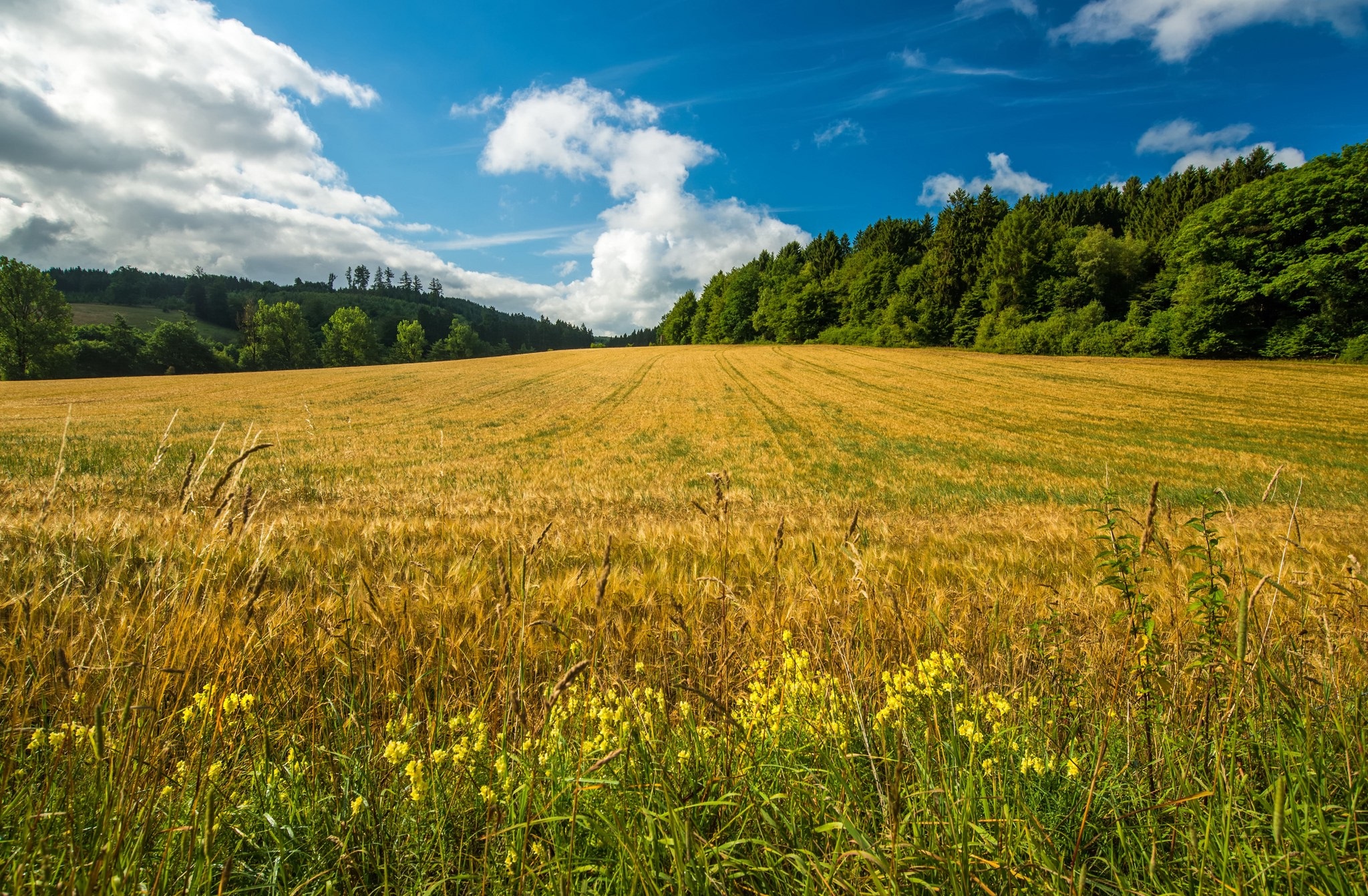 Download Nature Field Image