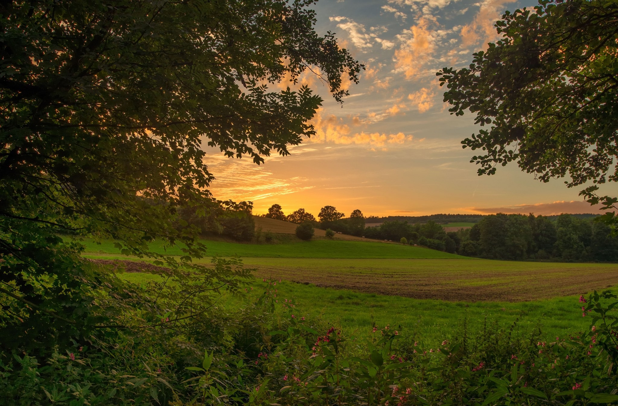Download Nature Field Image