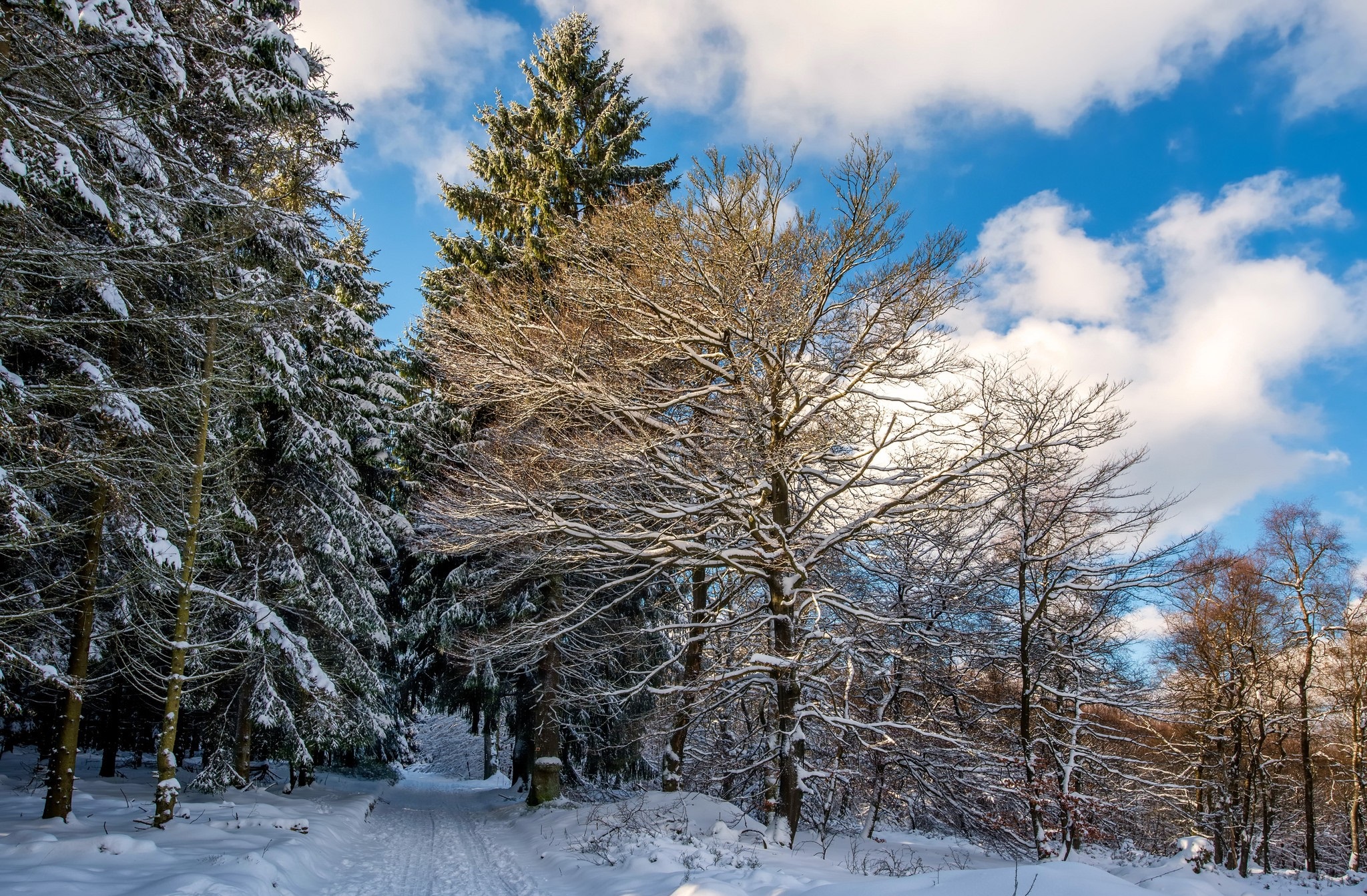 Winter Picture - Image Abyss