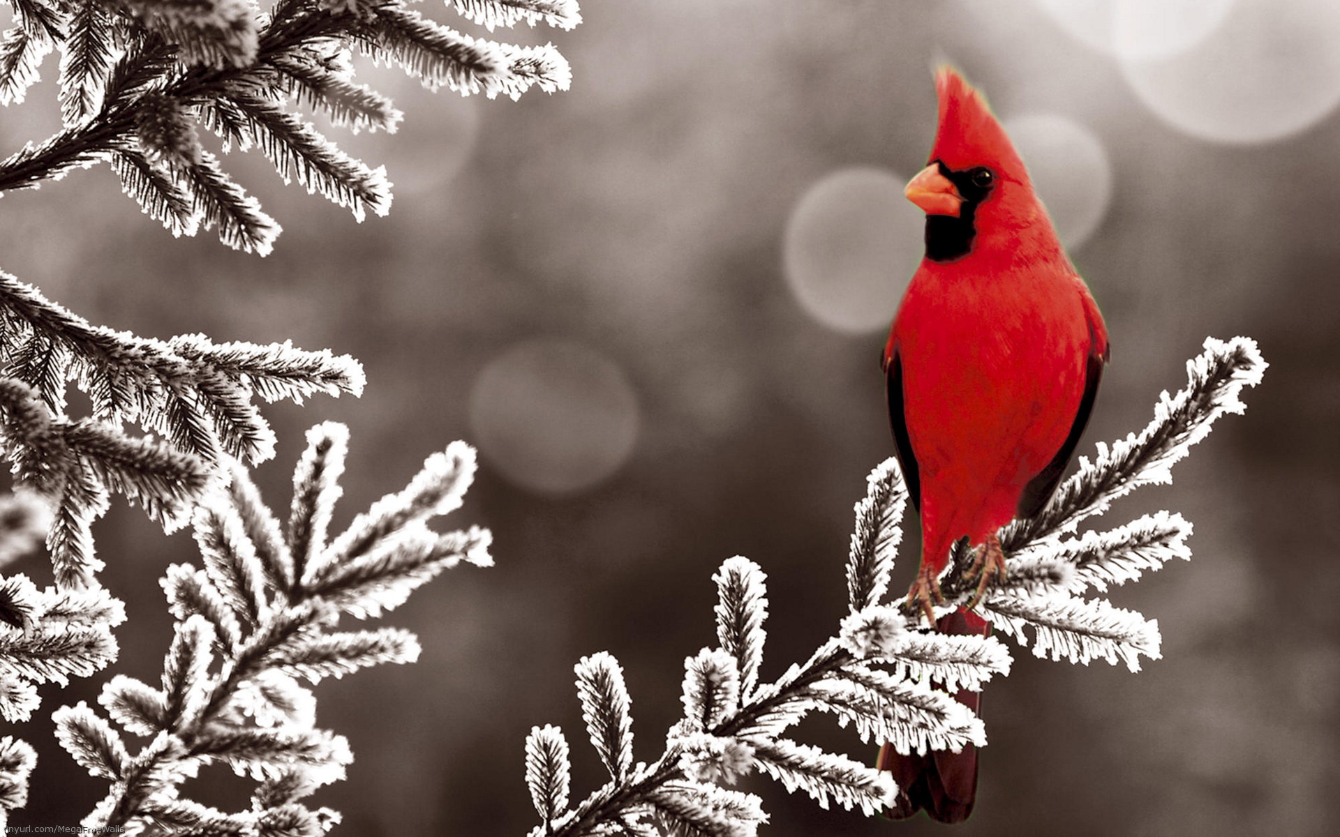 Elegant Cardinal on Frosted Branch