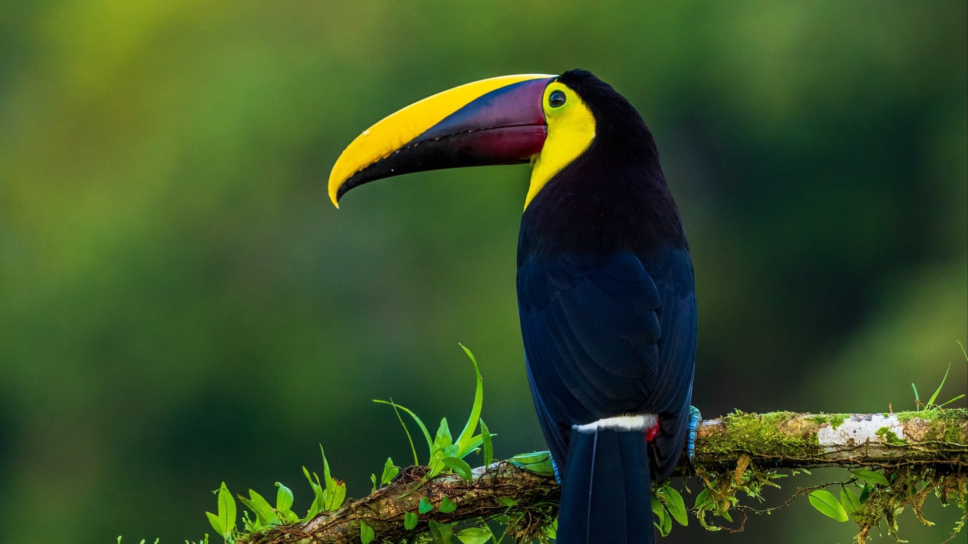 Toucan on a Branch Image - ID: 310016 - Image Abyss