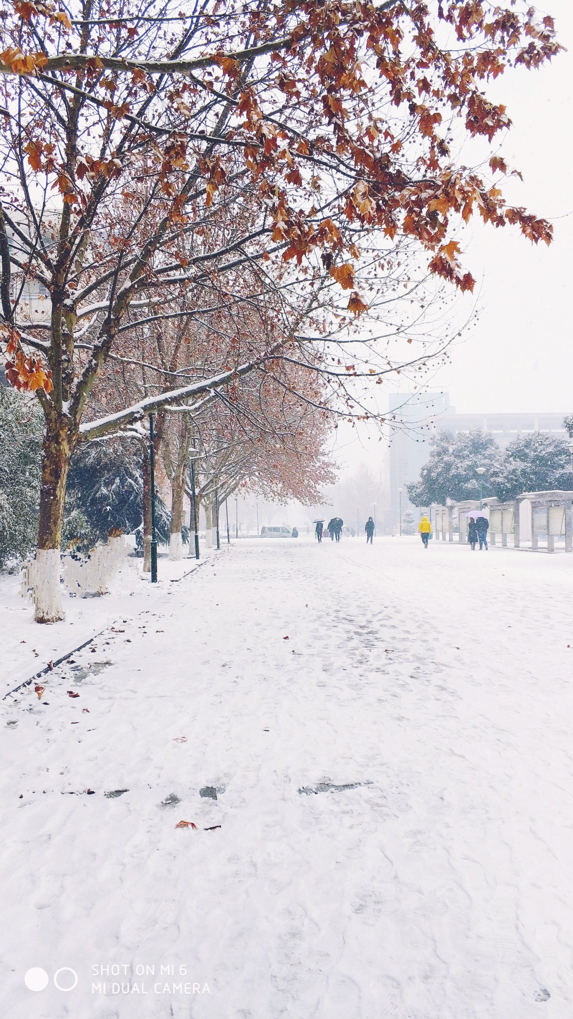 Download Snow Photography Winter Image by yu-abyss