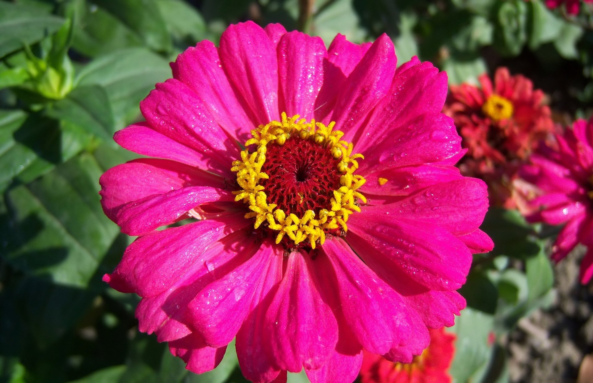 Download Nature Flower Image by Meduzanol