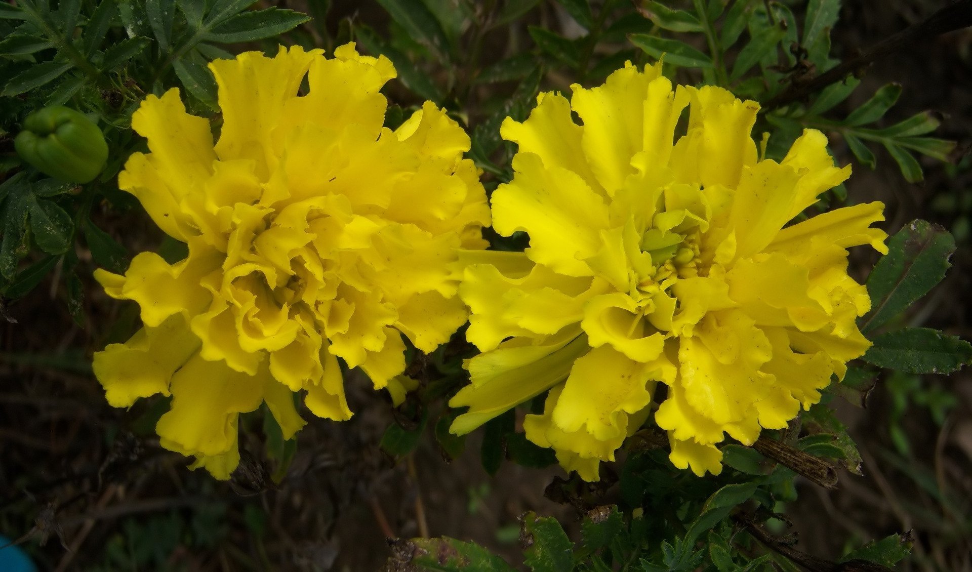 Marigold - Desktop Wallpapers, Phone Wallpaper, PFP, Gifs, and More!