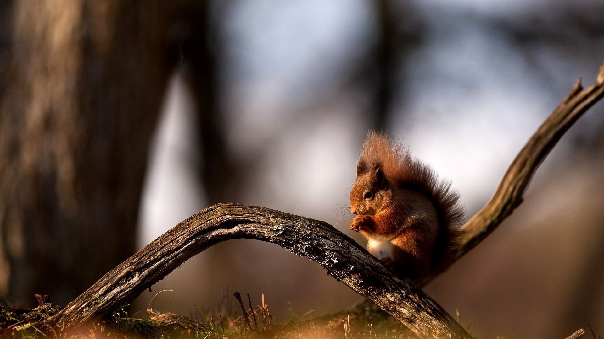 Squirrel Image - ID: 310484 - Image Abyss