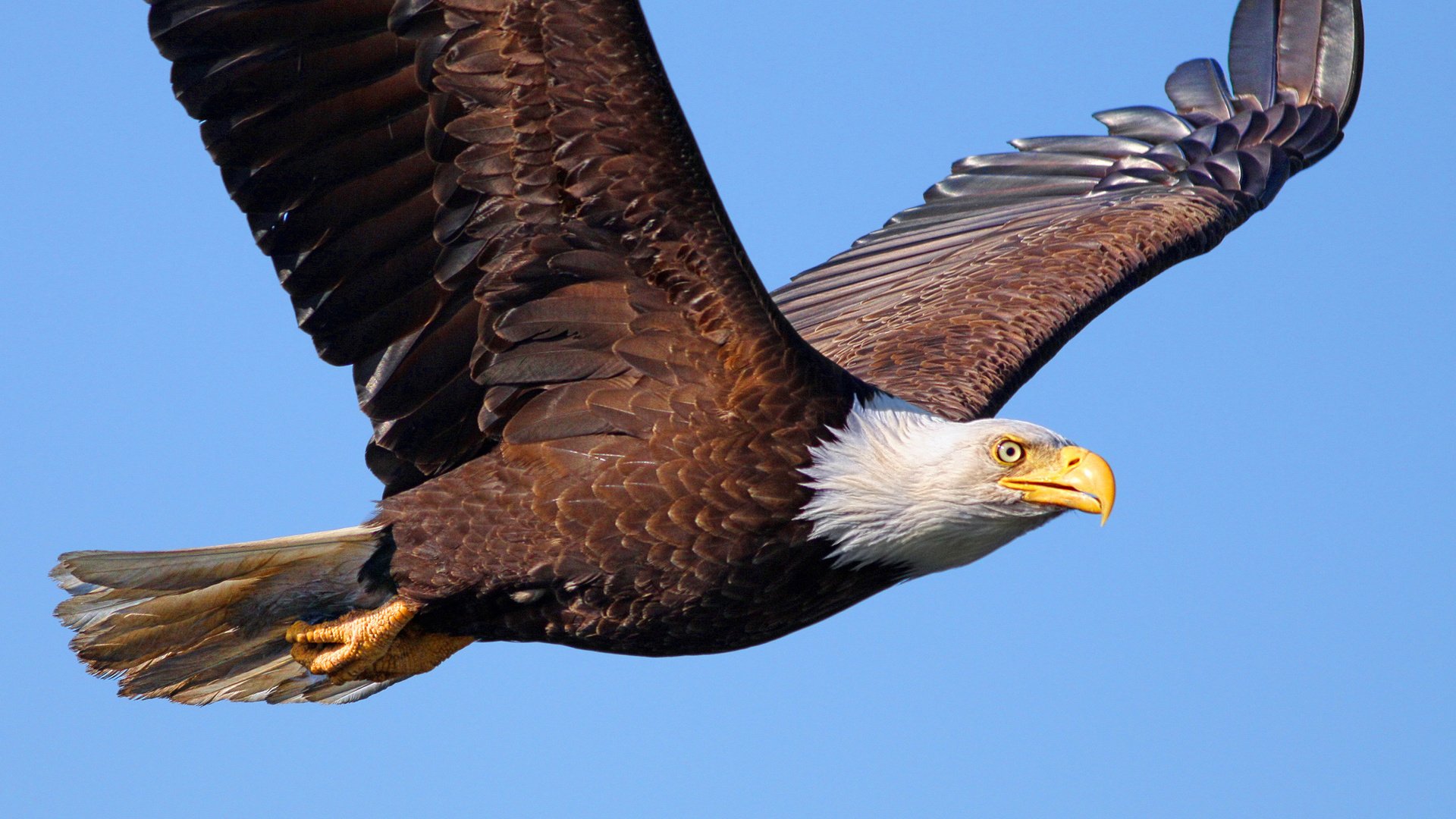 Bald Eagle Image - ID: 310550 - Image Abyss