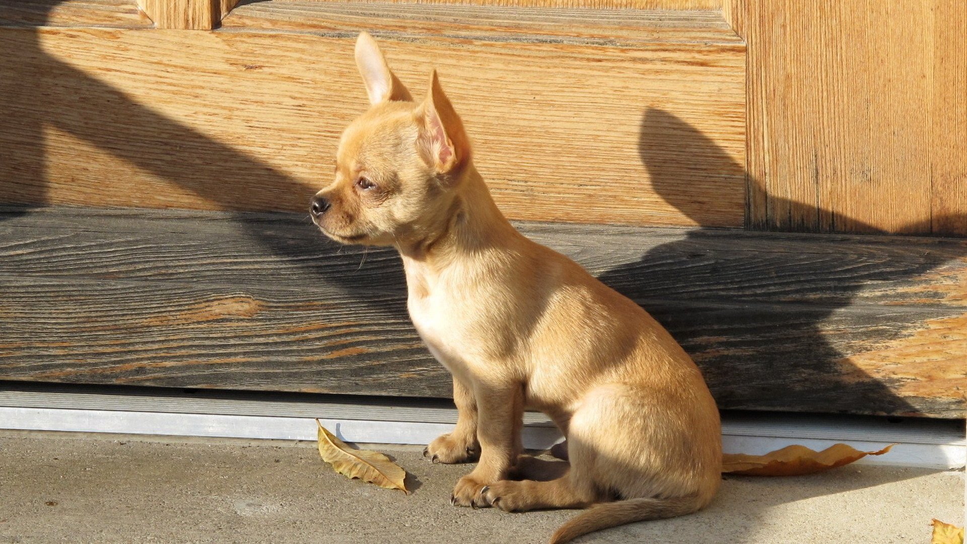 Chihuahua Image - ID: 310718 - Image Abyss