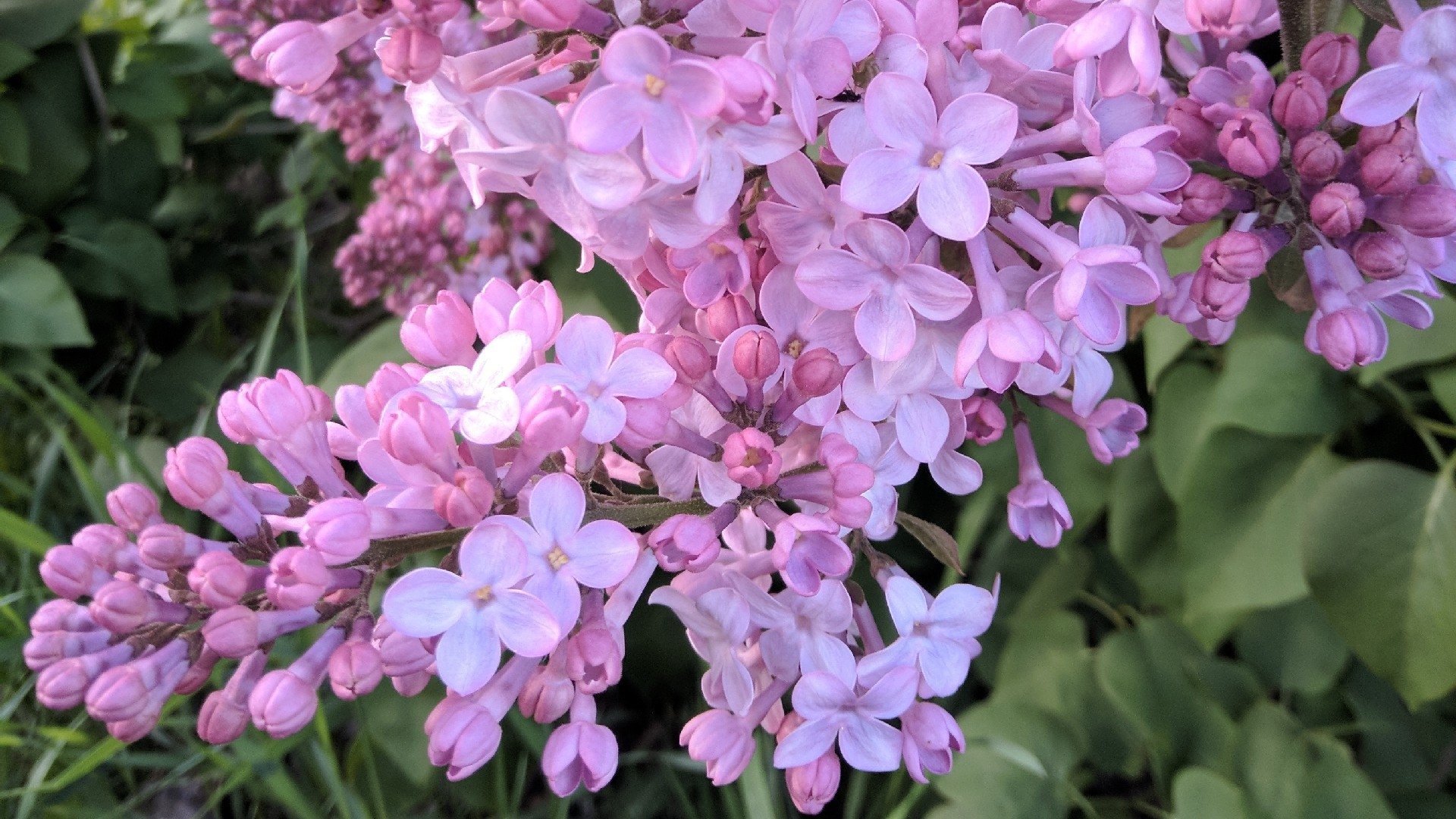 Lilac Image - ID: 310822 - Image Abyss