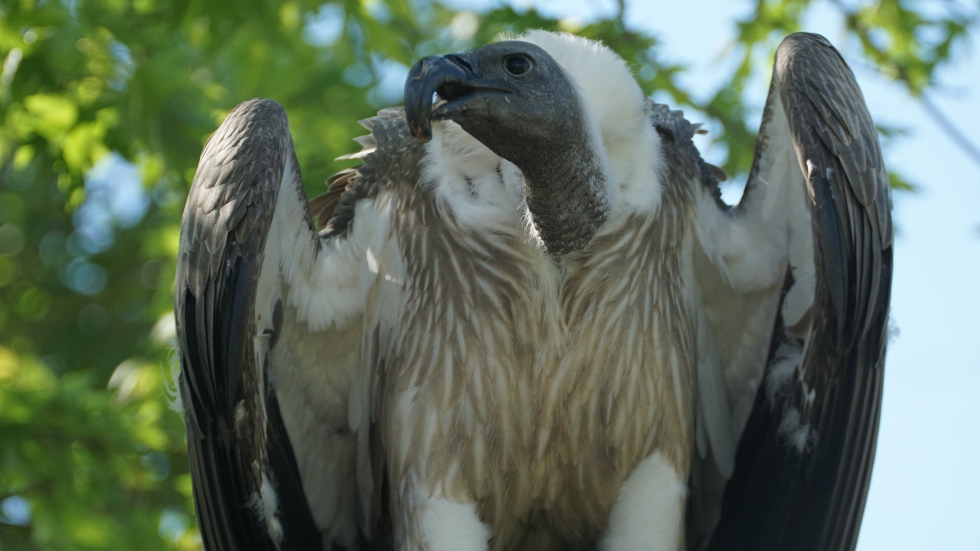 Condor - Desktop Wallpapers, Phone Wallpaper, PFP, Gifs, and More!