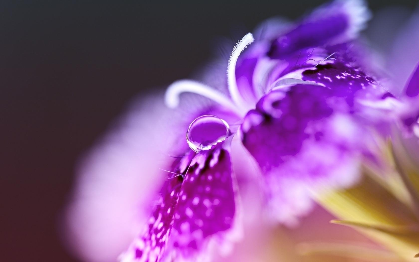 Download Water Drop Purple Flower Nature Flower Image