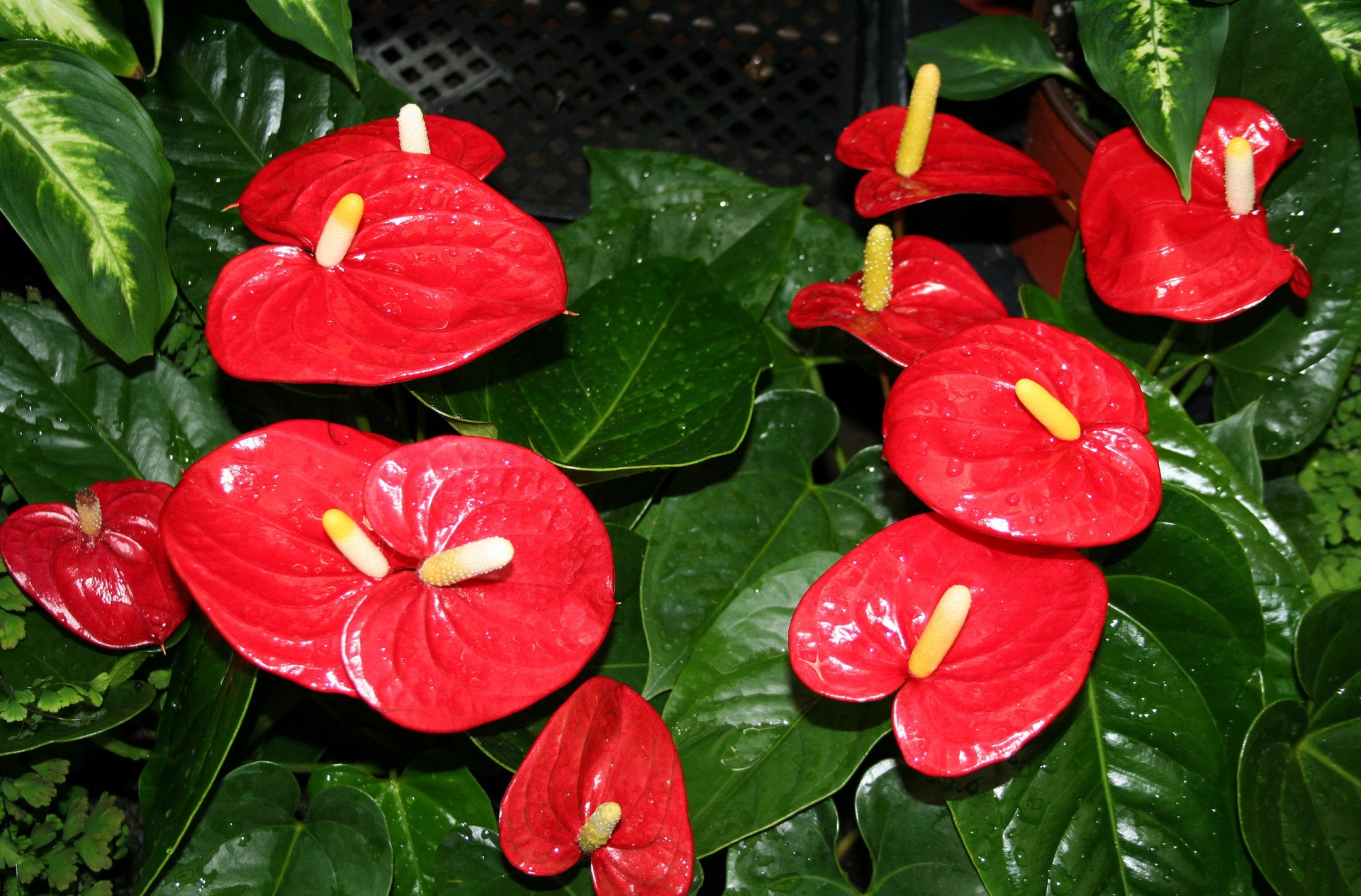 Download Nature Anthurium Image