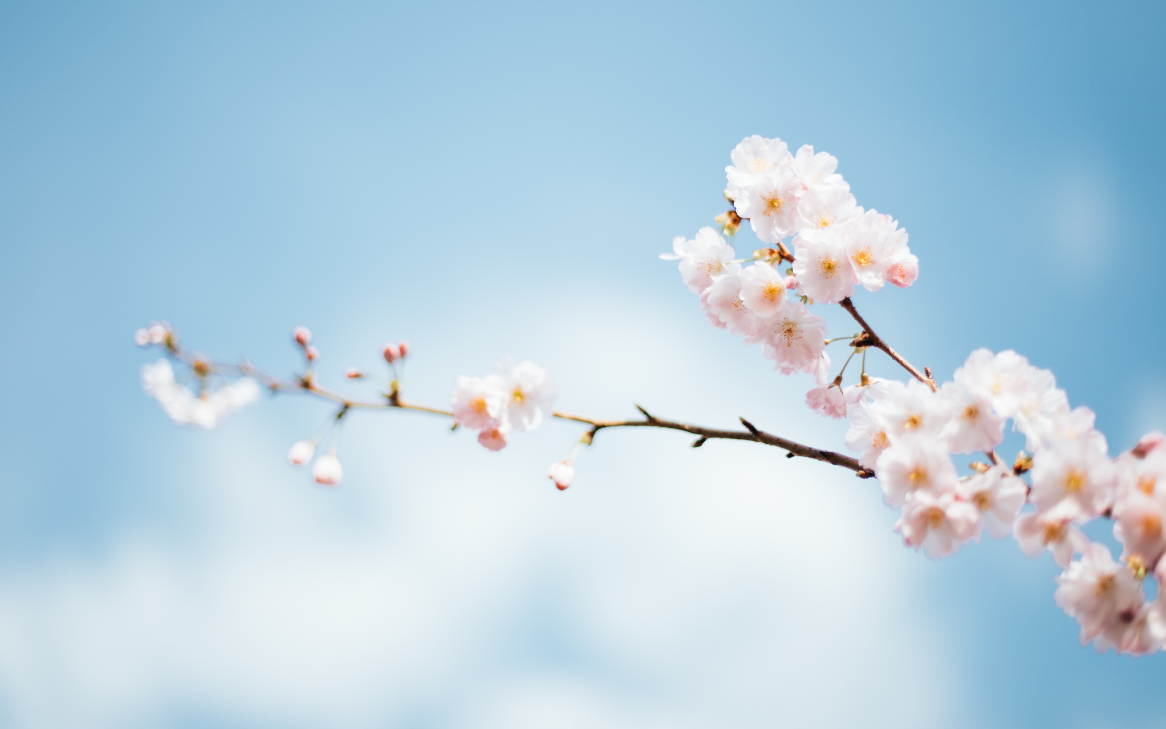 Beautiful branch - Image Abyss