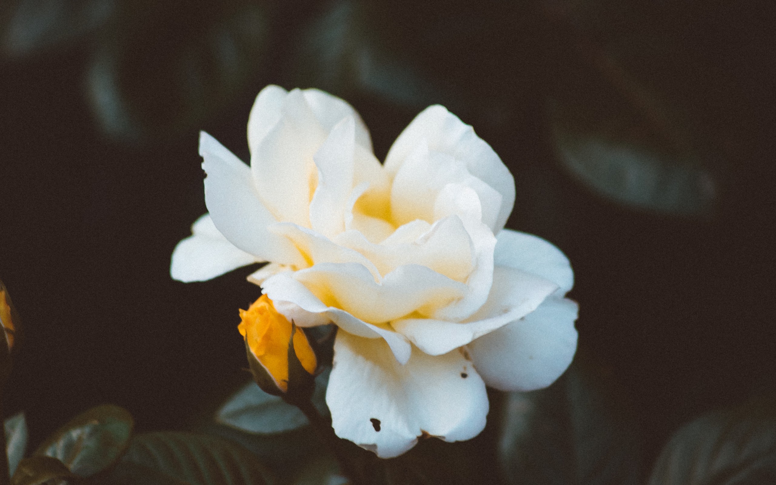 Download Flower White Rose Spring White Flower Nature Rose Image