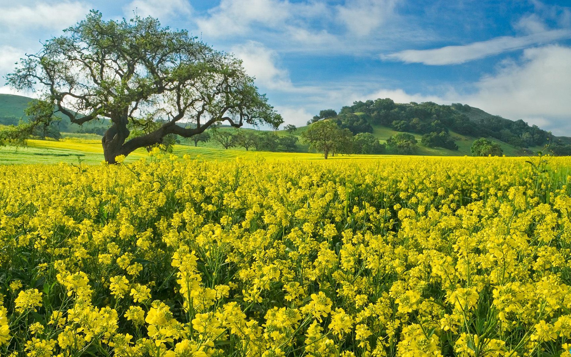 Download Yellow Flower Field Tree Nature Rapeseed Image