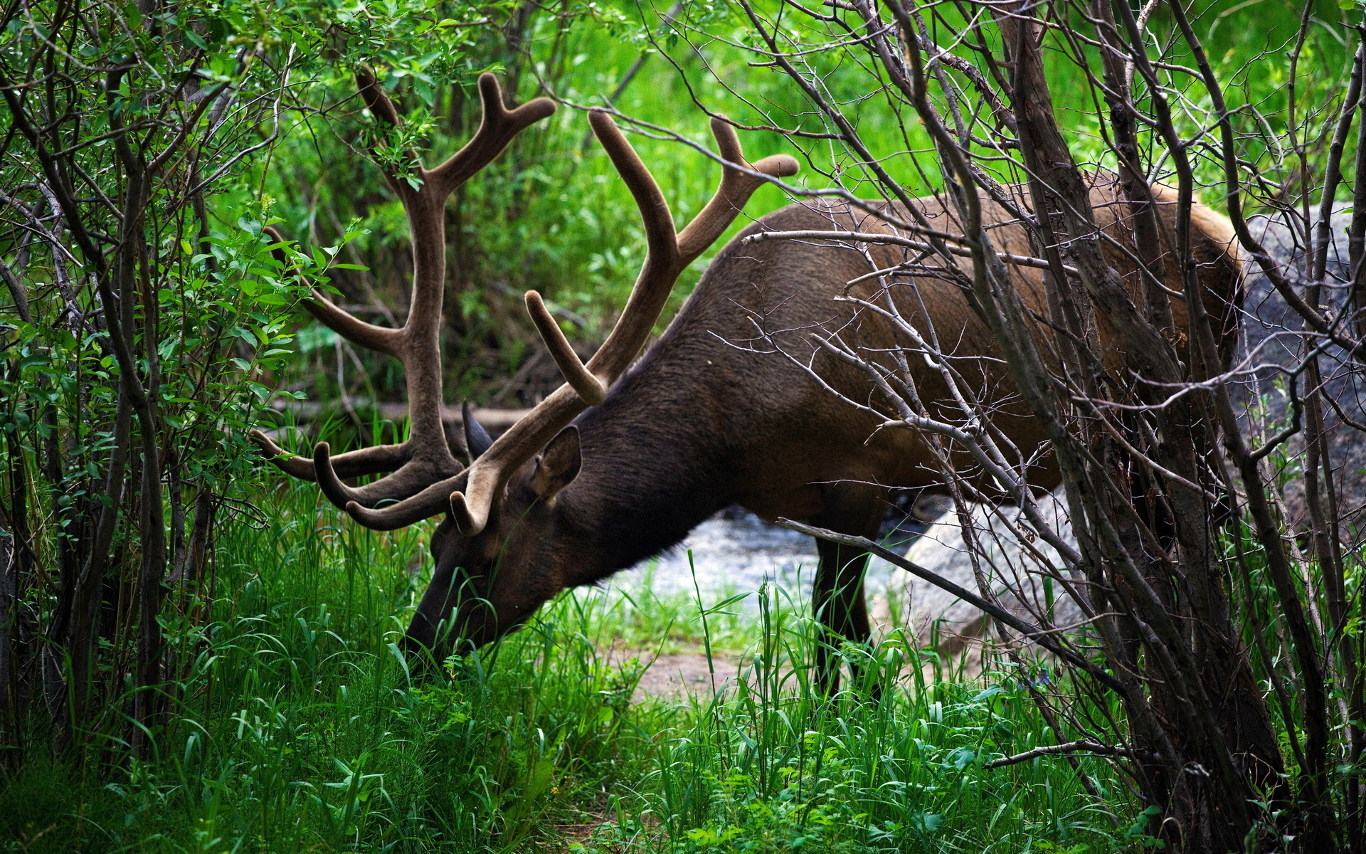Majestic Deer in Nature's Embrace