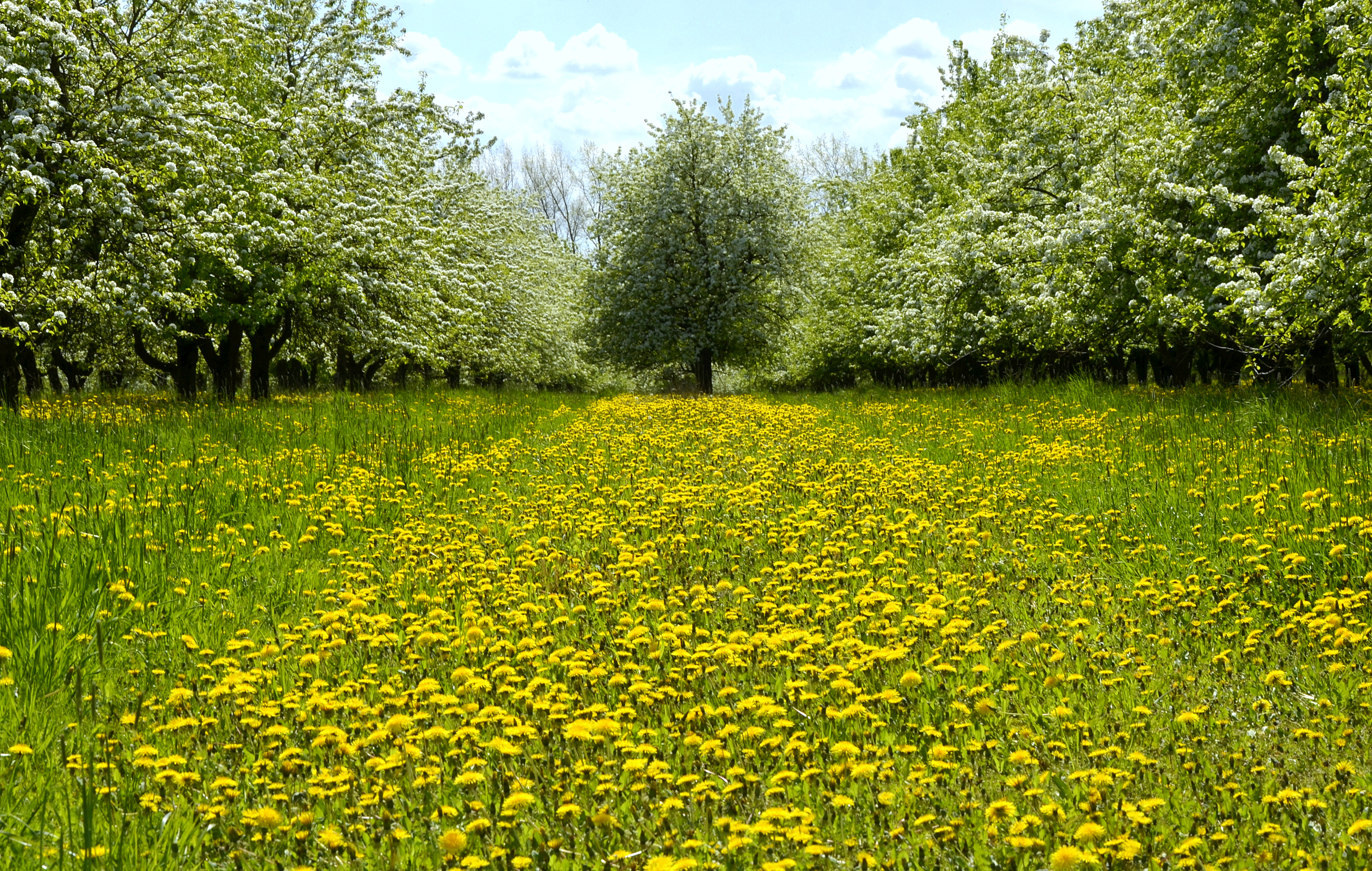 Download Dandelion Field Blossom Nature Tree Image