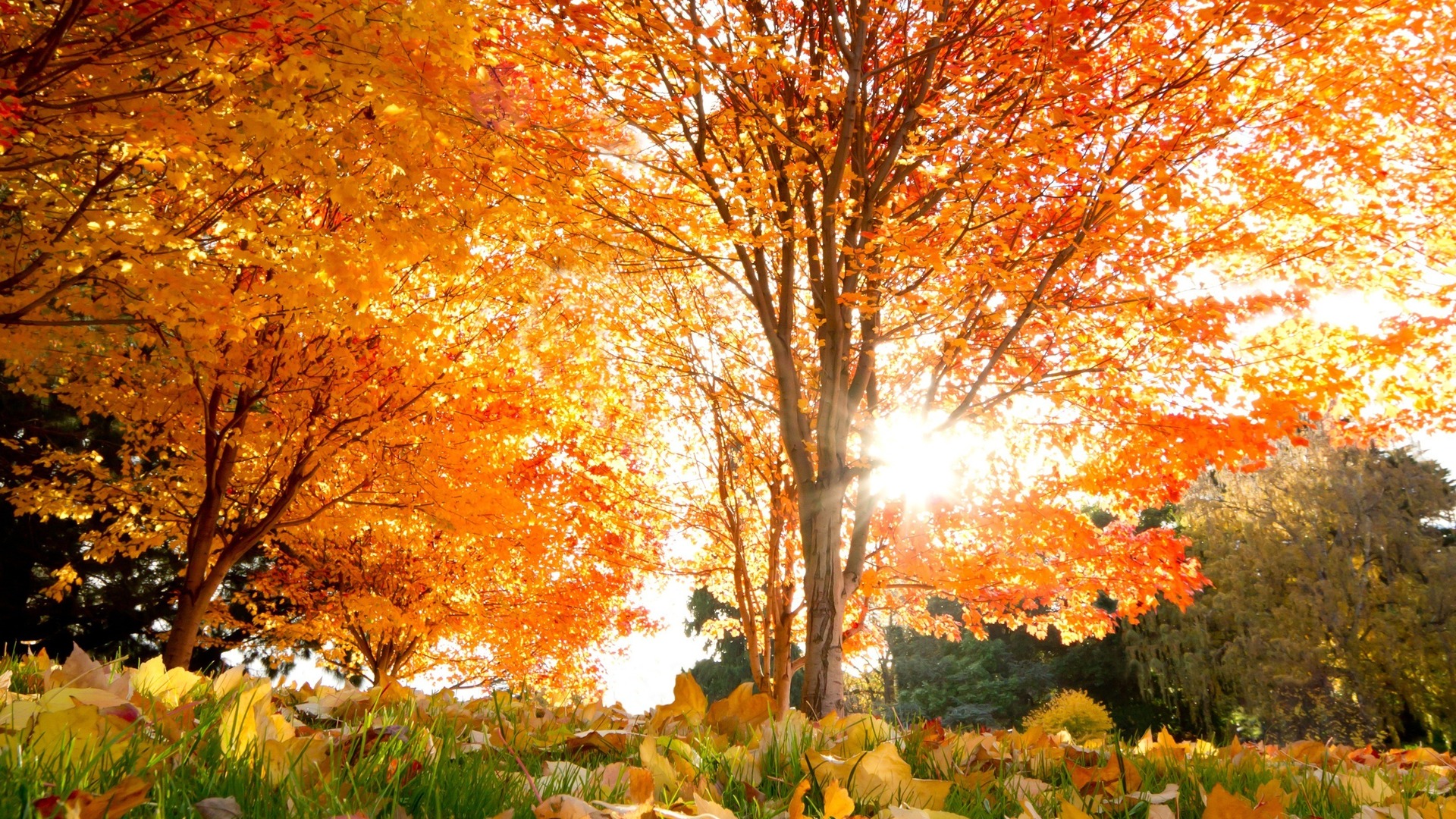 Download Nature Fall Image