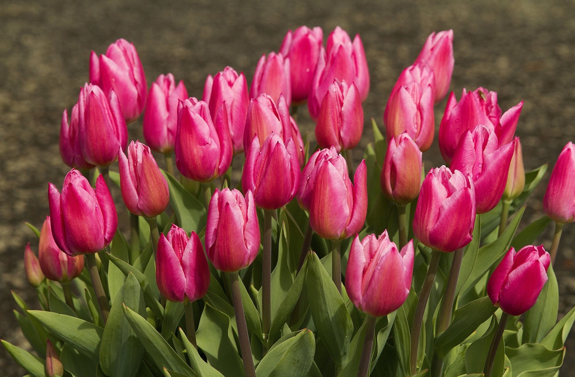 Tulip Image - ID: 311009 - Image Abyss