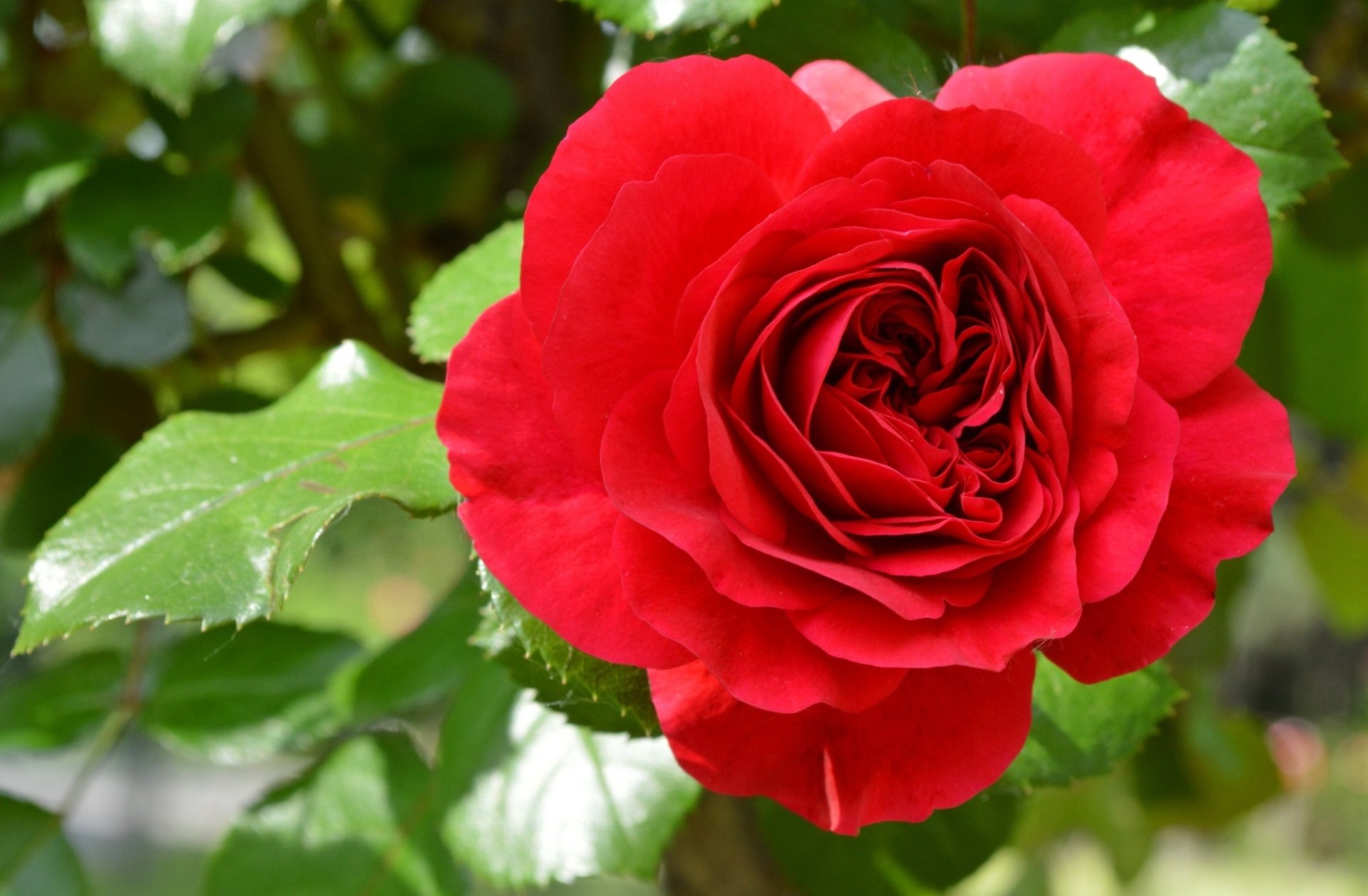 Rose Picture - Image Abyss