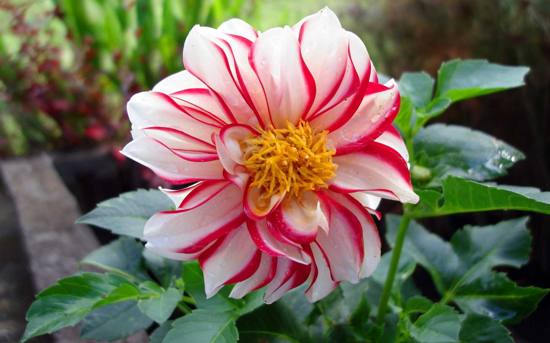 Tiger Flower Image - ID: 311107 - Image Abyss